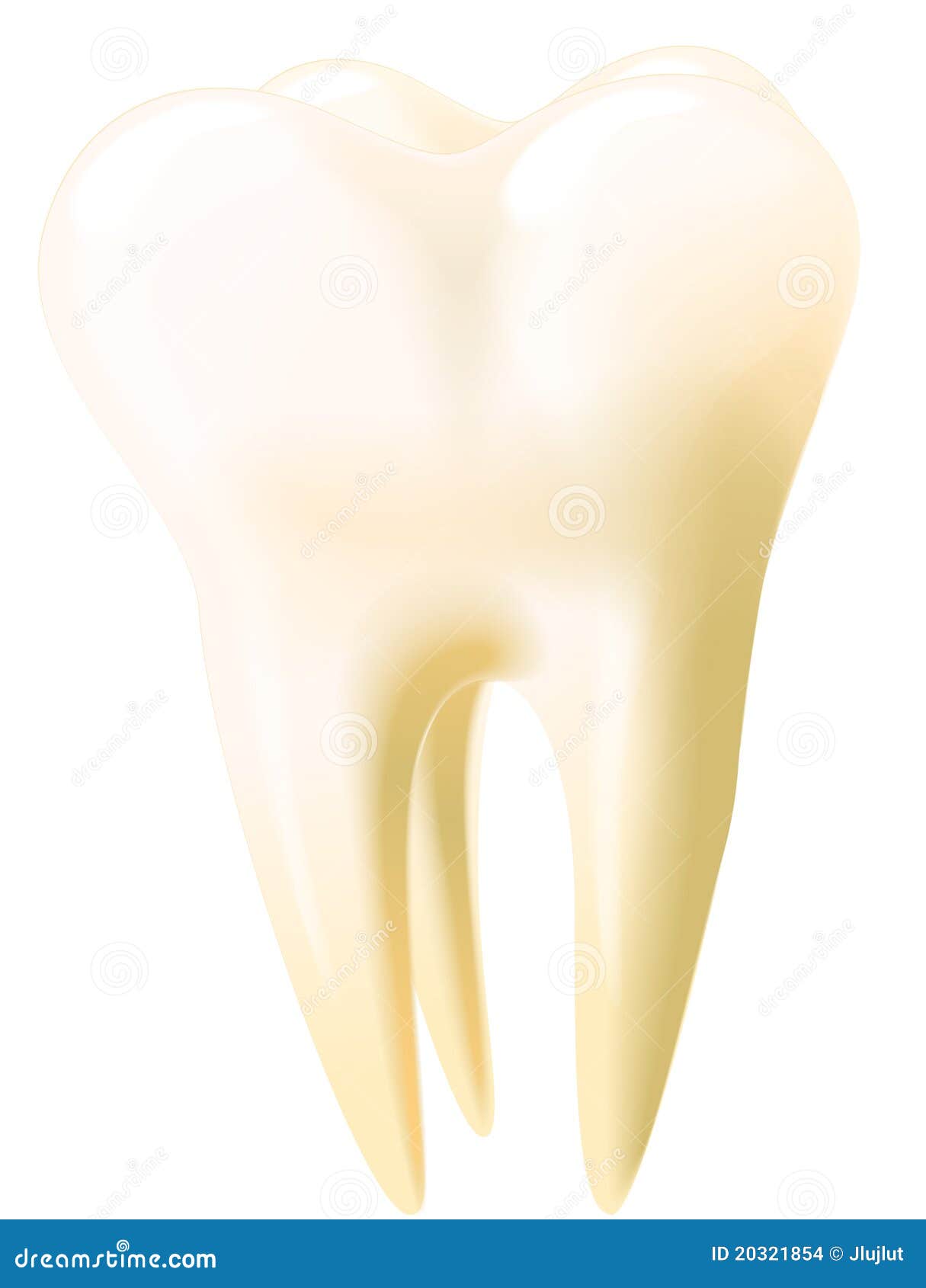 Vector tooth stock vector. Illustration of medical, tooth - 20321854