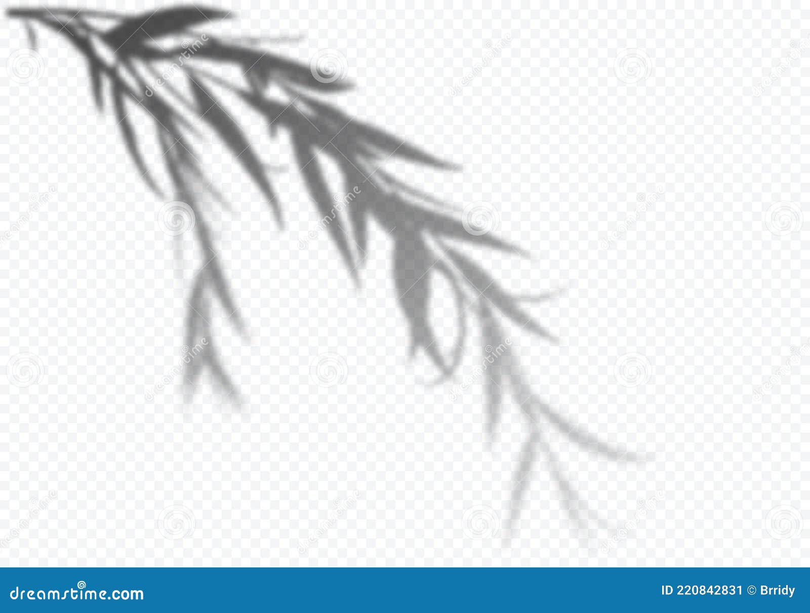 Vector Transparent Shadow of Tree Branch with Leaves. Decorative Design ...