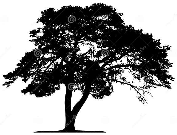 Vector tree stock vector. Illustration of elements, plats - 5028958