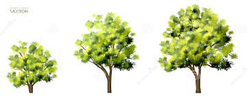 Vector Tree or Forest Side View Isolated on White Background for ...