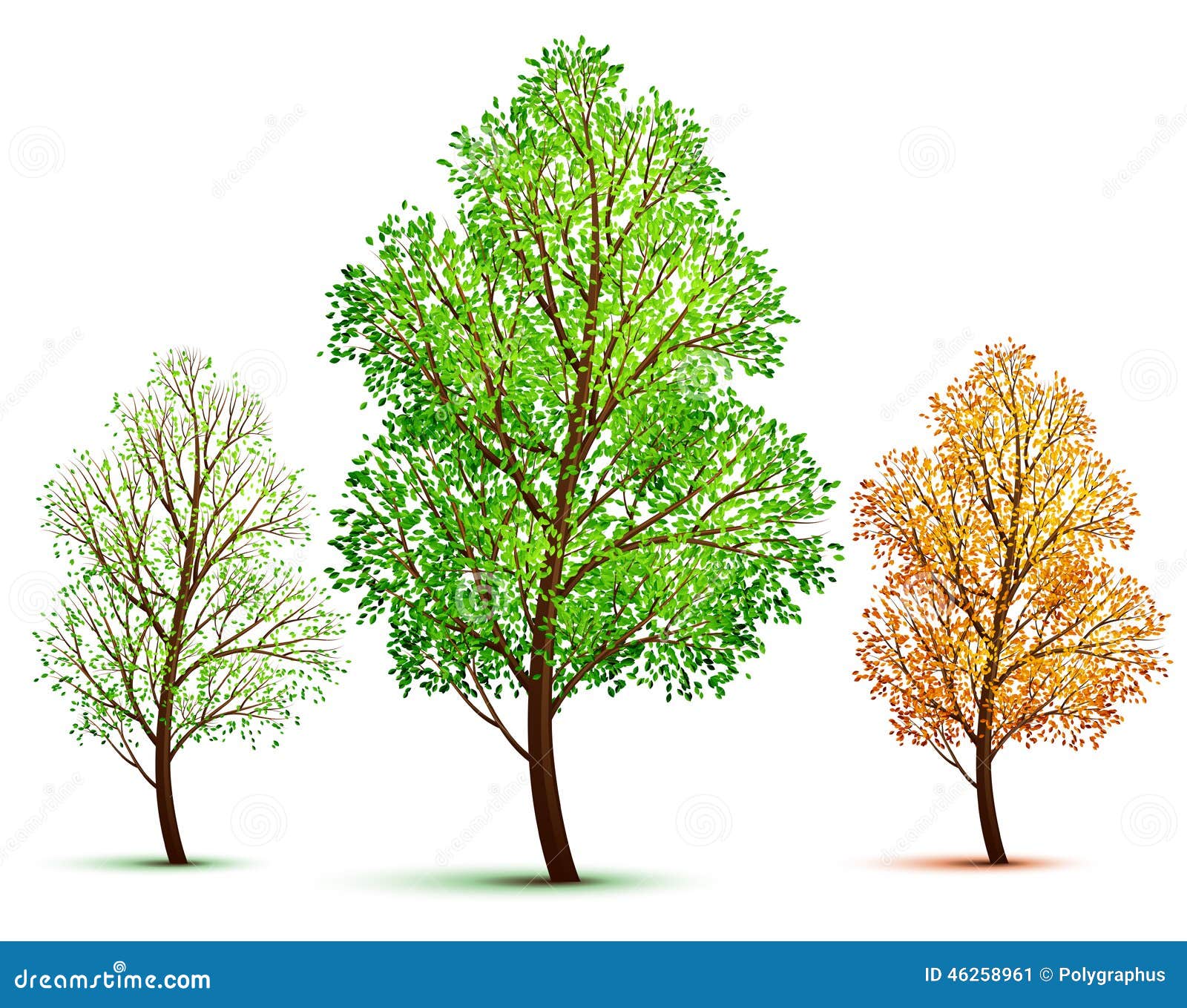 Vector tree stock vector. Illustration of leaf, forest - 46258961
