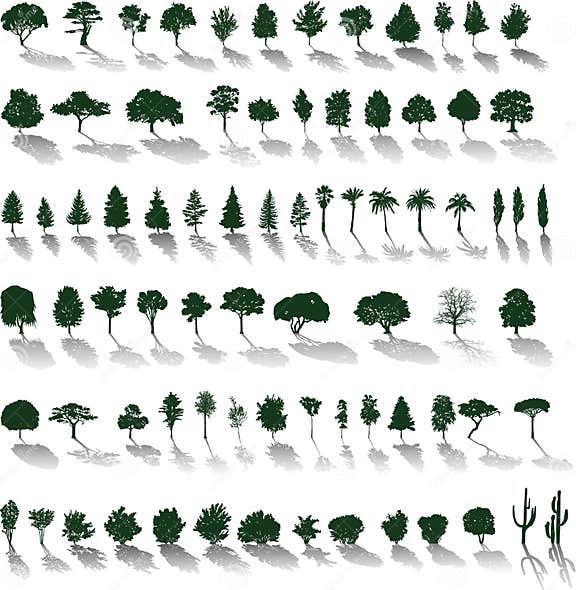 Vector trees with shadows stock vector. Illustration of autumn - 15629963