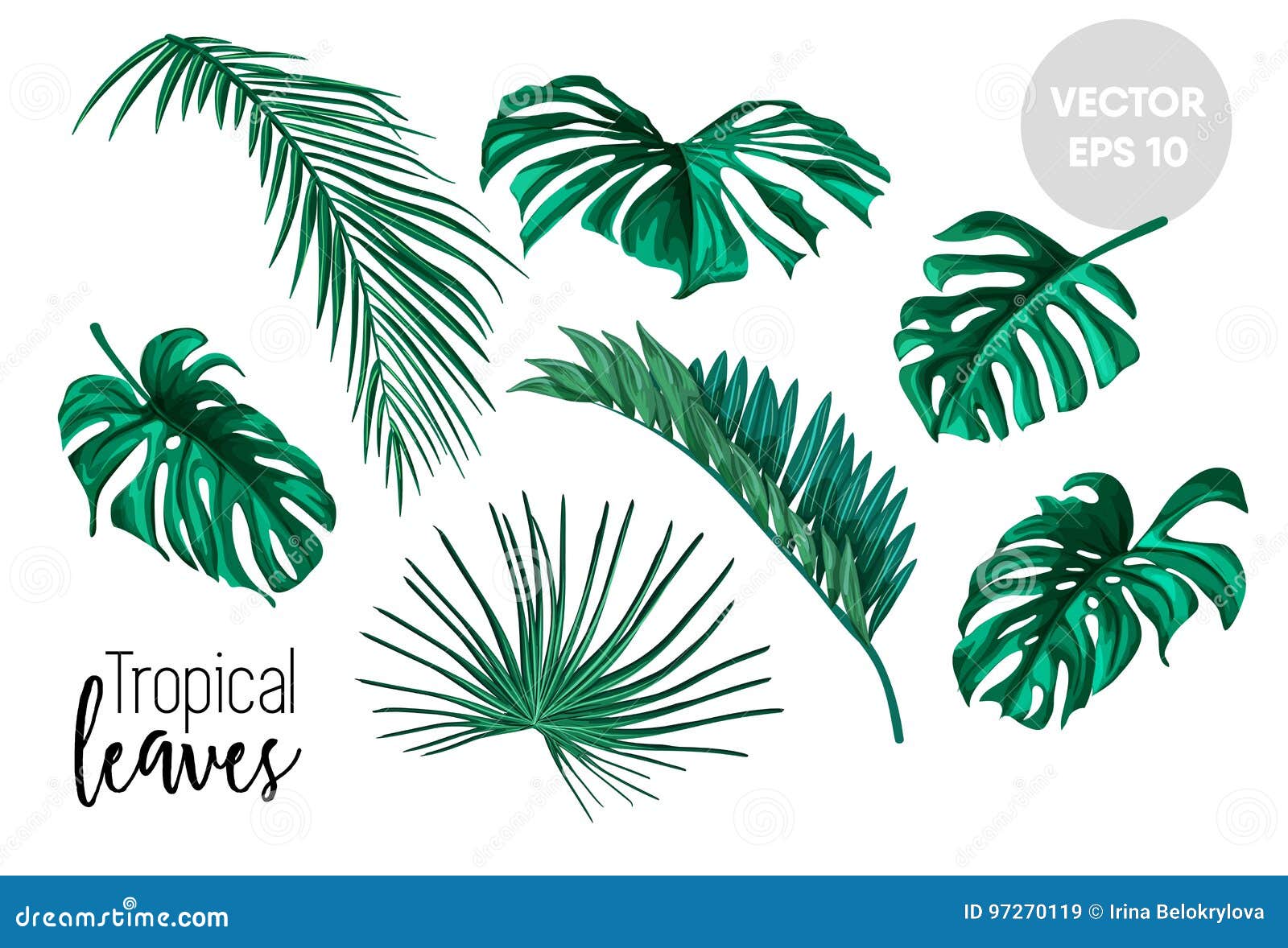 Vector Tropical Leaves Set Isolated Stock Vector Illustration Of