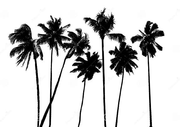 Vector tropical palms stock vector. Illustration of painting - 7764278