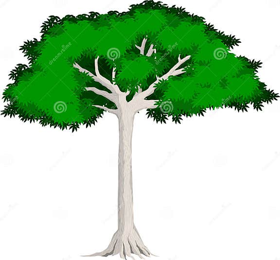 Vector Tropical Rainforest Kapok Tree Stock Vector - Illustration of ...