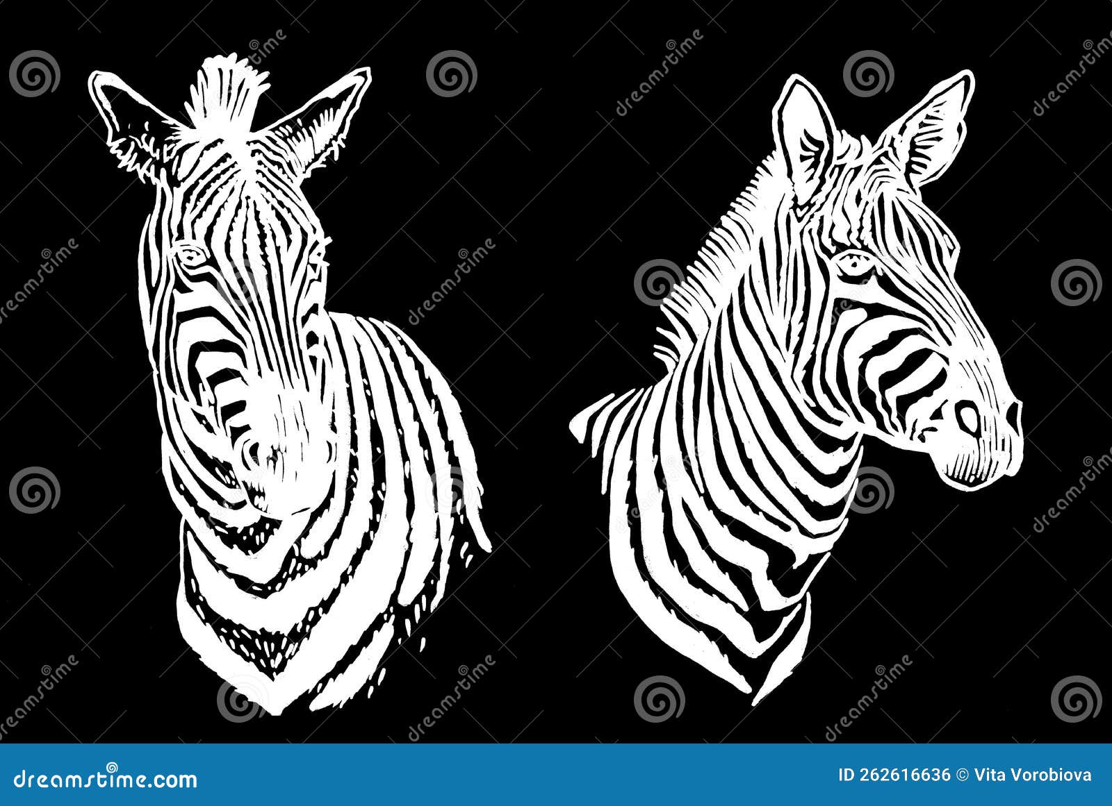 Vector Two Portraits of Zebra Looking Right on Black Background ...