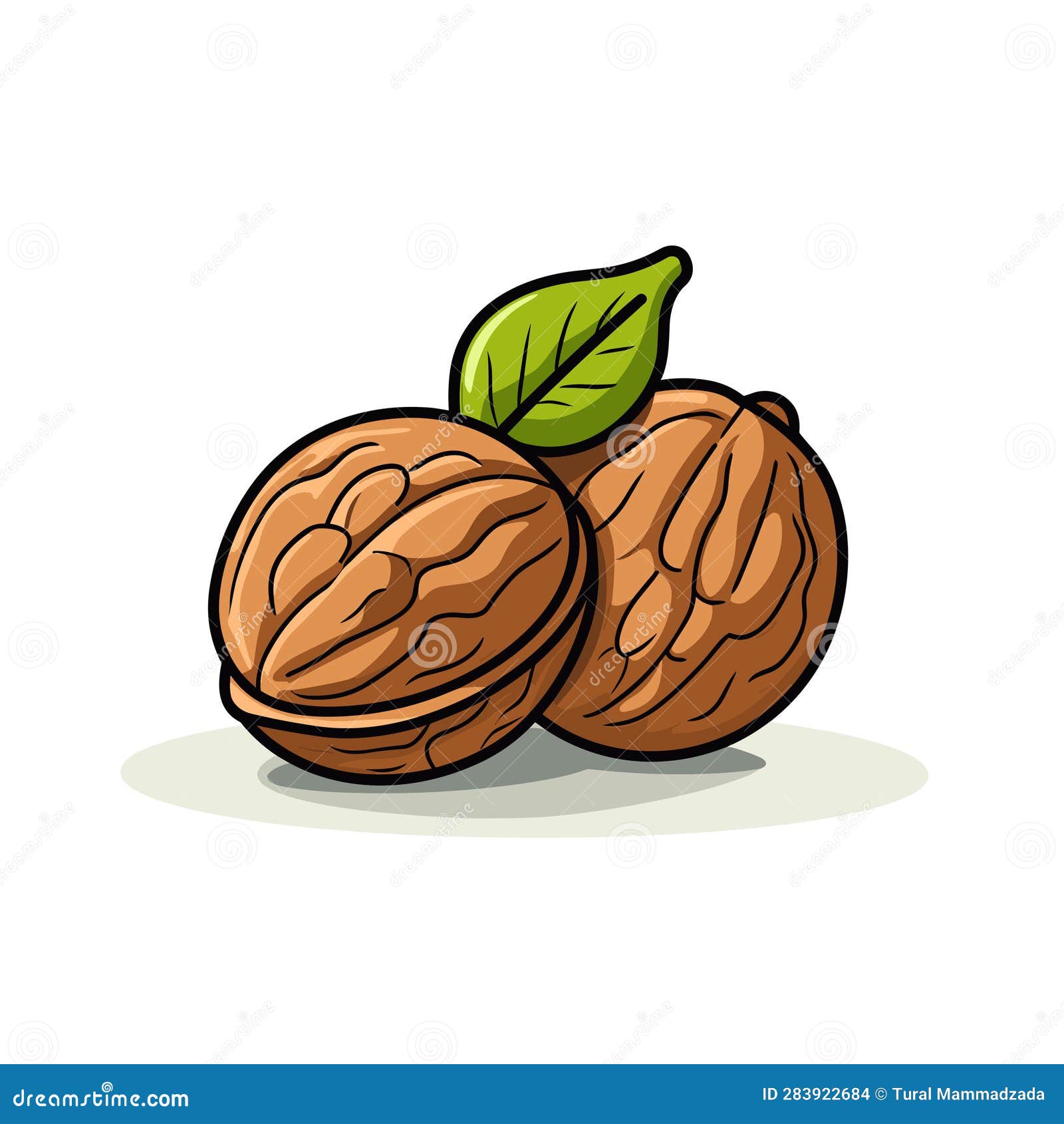 Vector of Two Walnuts with a Fresh Green Leaf on Top, Isolated on a ...