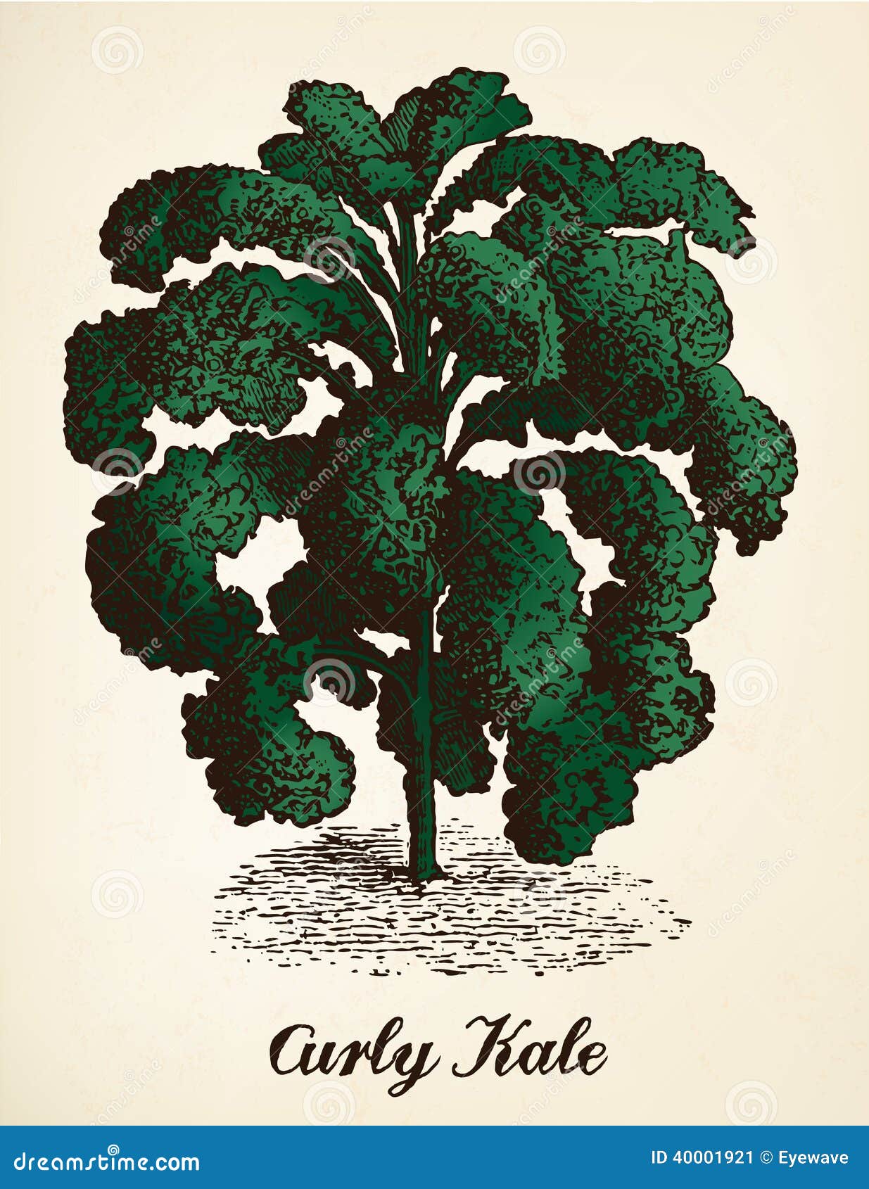 Vector Van De Boerenkool De Uitstekende Illustratie Vector Illustratie ...