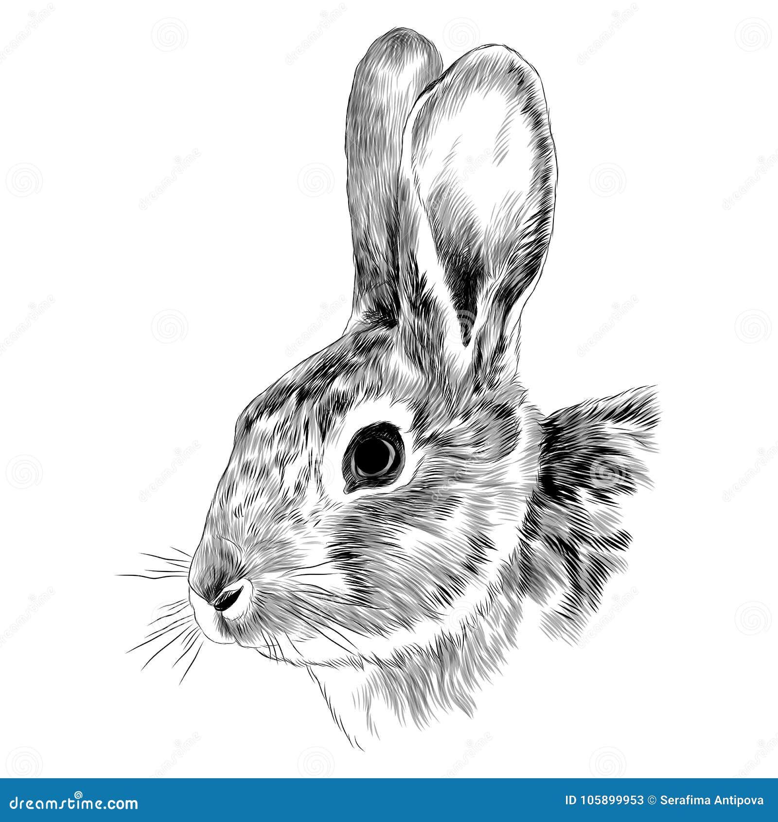 Vector Van De Konijn De Hoofd Grijze Schets Vector Illustratie ...