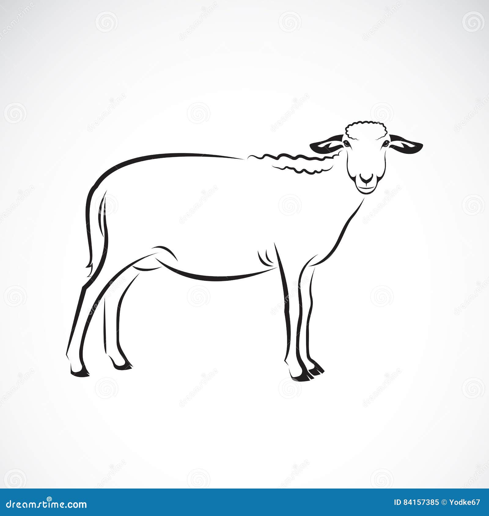Vector Van Een Schaap Op Witte Achtergrond Vector Illustratie ...