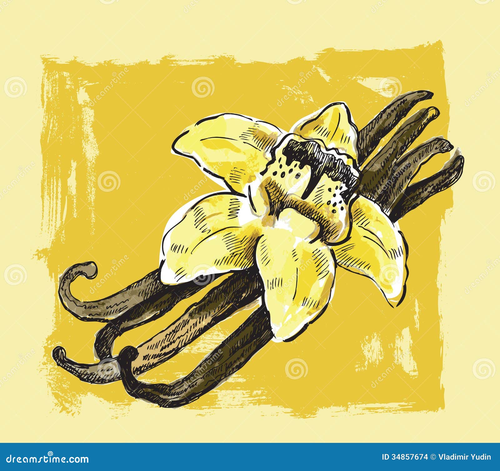 Vanilla Bean Flower Illustration