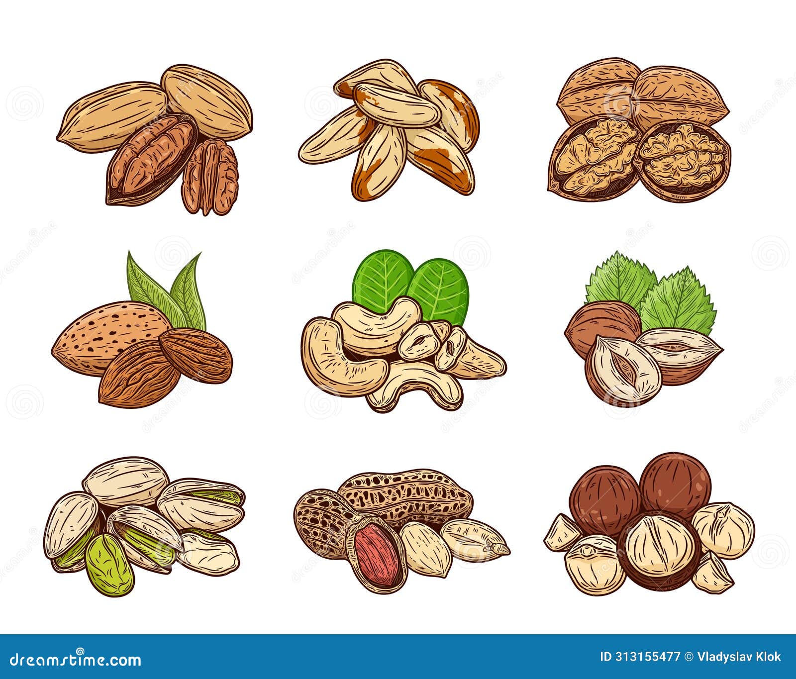 Vector Various Nuts Colorful Illustration Stock Vector - Illustration ...