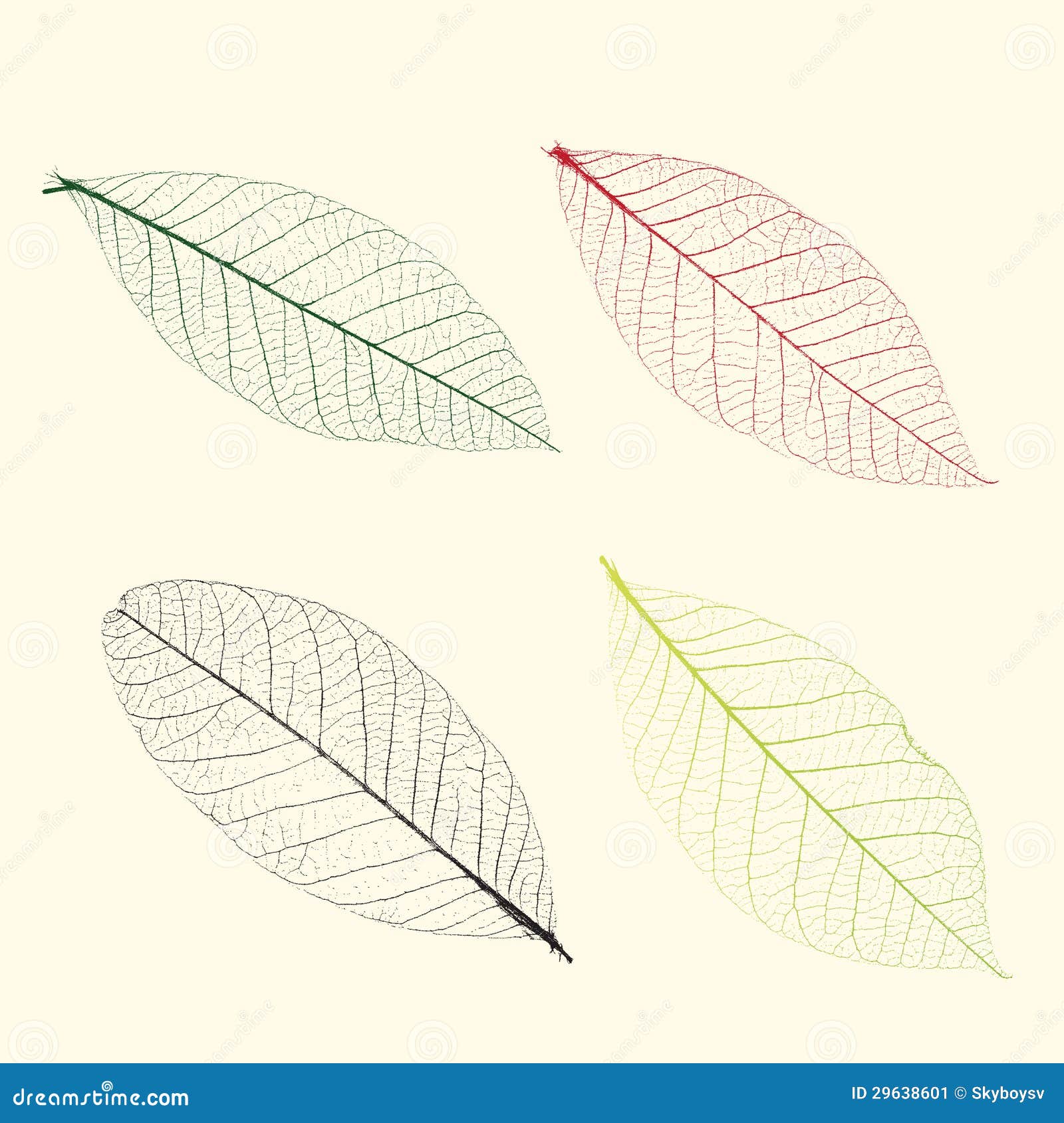 Vector veins of plants stock vector. Illustration of botanical - 29638601