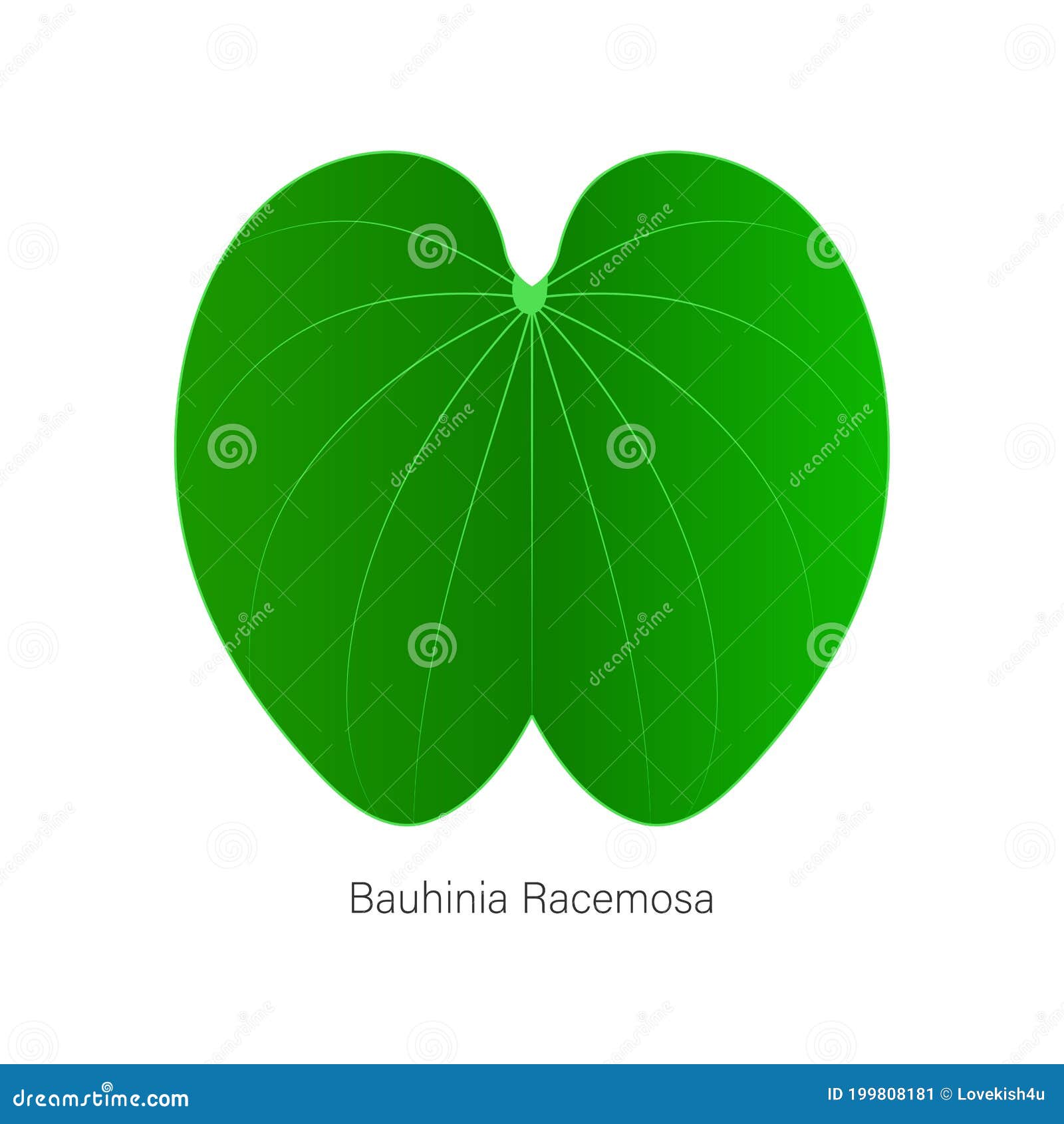 Vector Version of the Leaf Named Bauhinia Racemosa or Called Apta Leafs ...