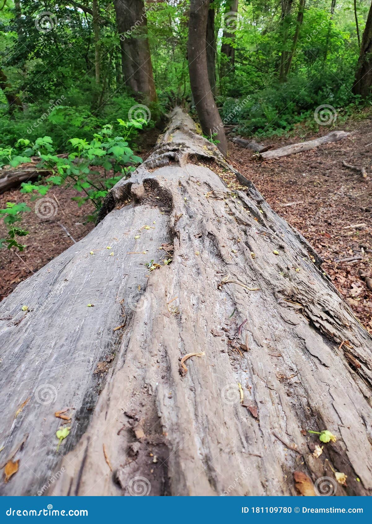 Vector View Fallen Log with Textured Bark 2 Stock Photo - Image of ...