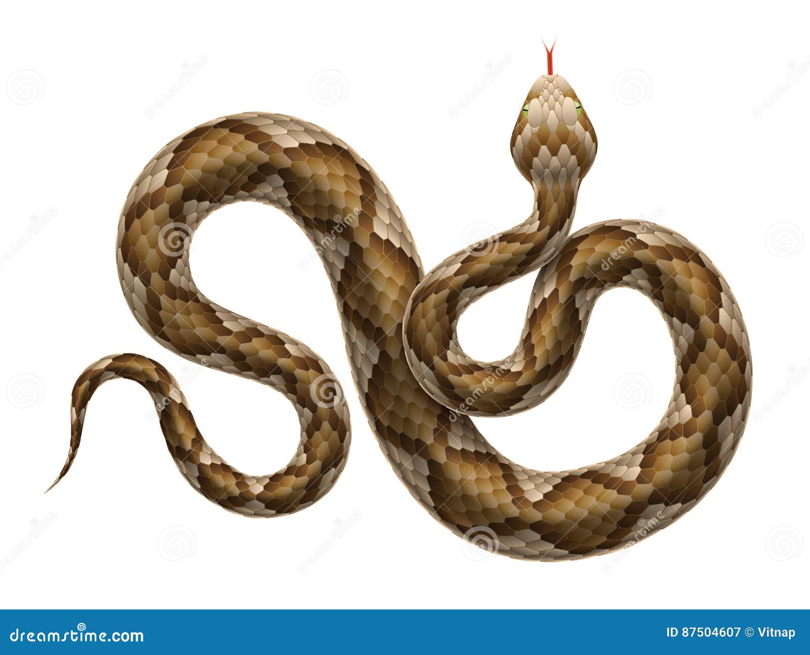 Vector Viper Snake Isolated on White Background. Stock Vector ...