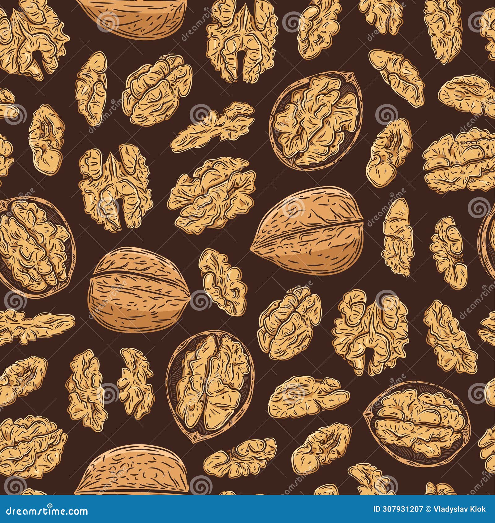 Vector Walnut Nut Png And Jpg Stock Image | CartoonDealer.com #231081139