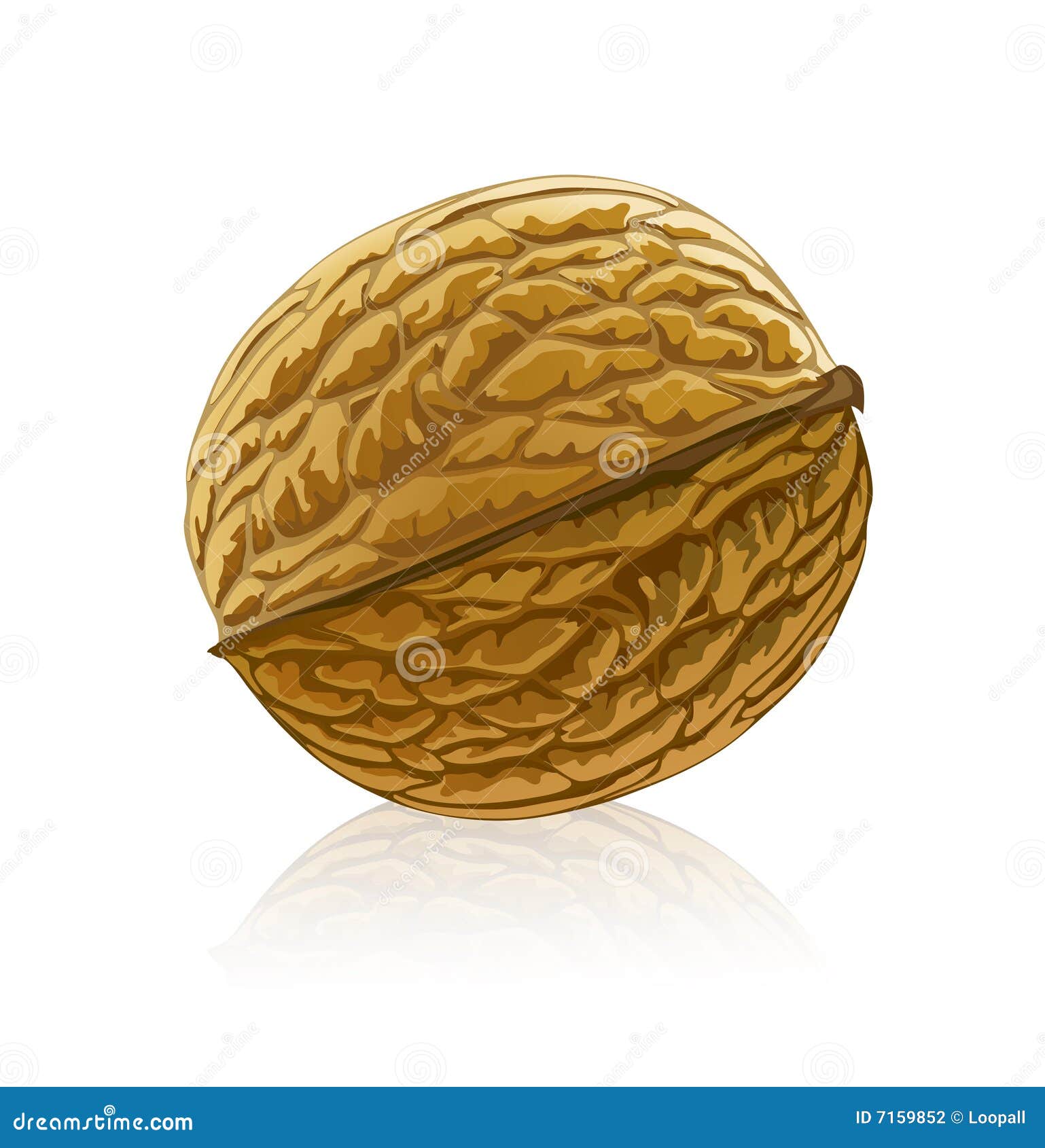 Walnut Fruit Stock Illustrations – 4,758 Walnut Fruit Stock ...