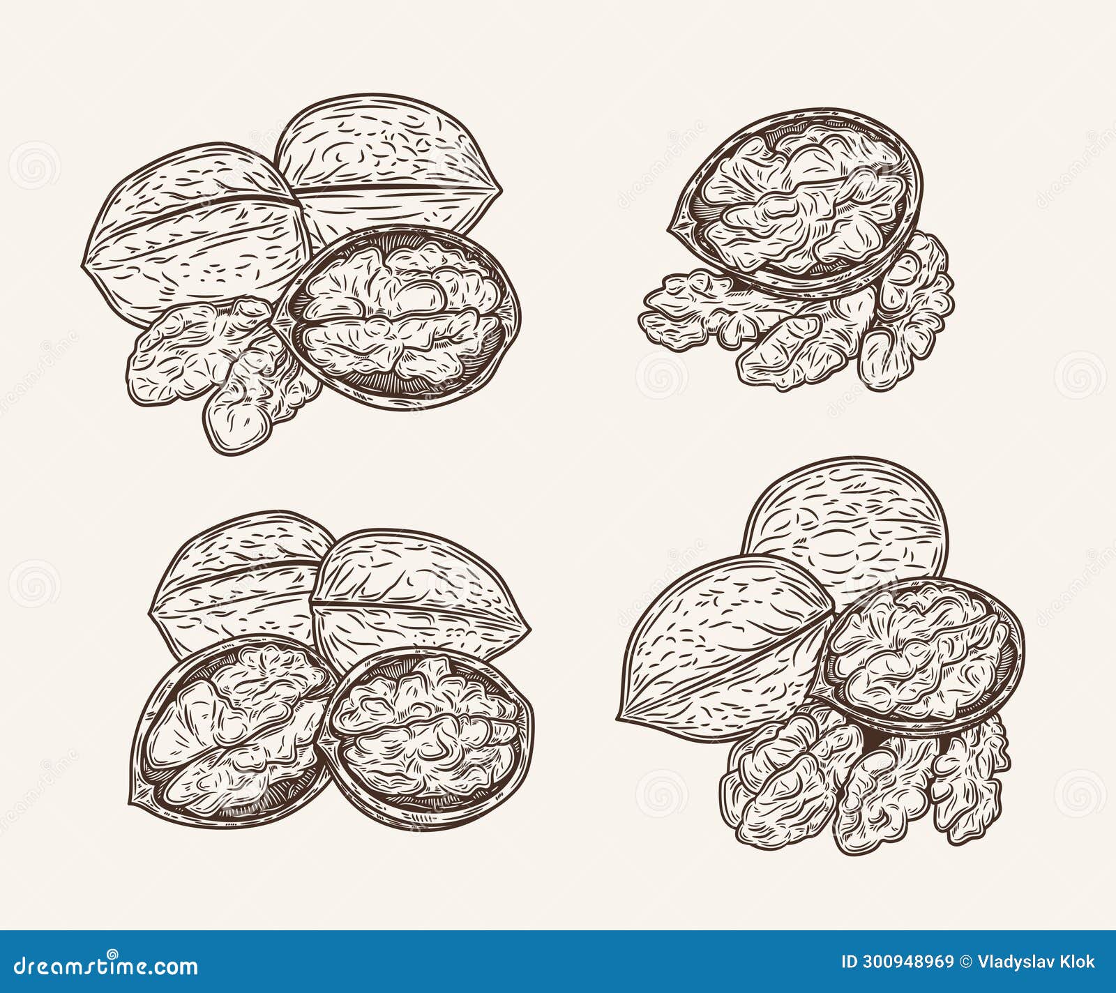 Vector Walnut Outline Illustration, Contour Lines Drawing, Engraving ...