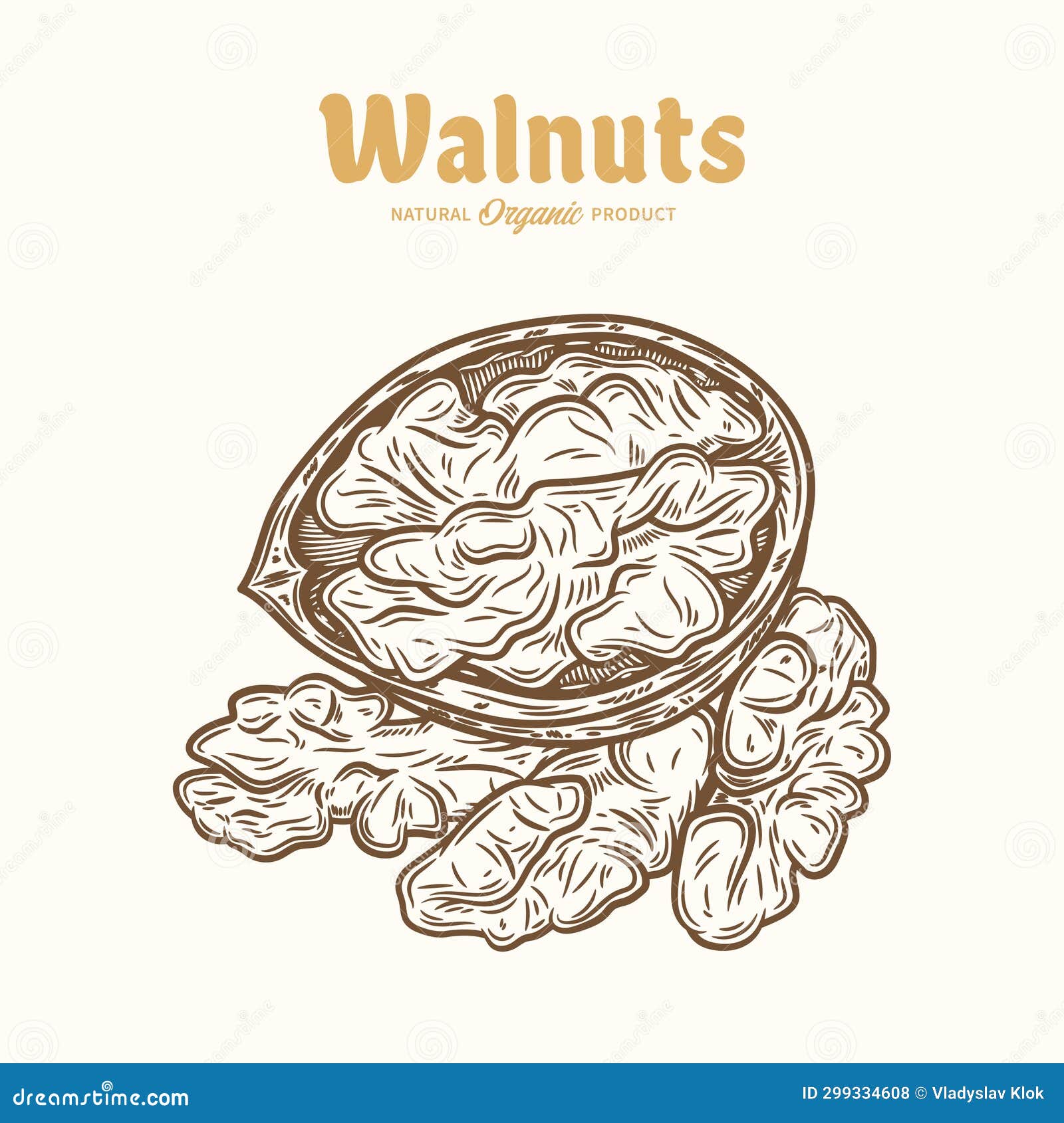 Vector walnut illustration stock illustration. Illustration of vector ...