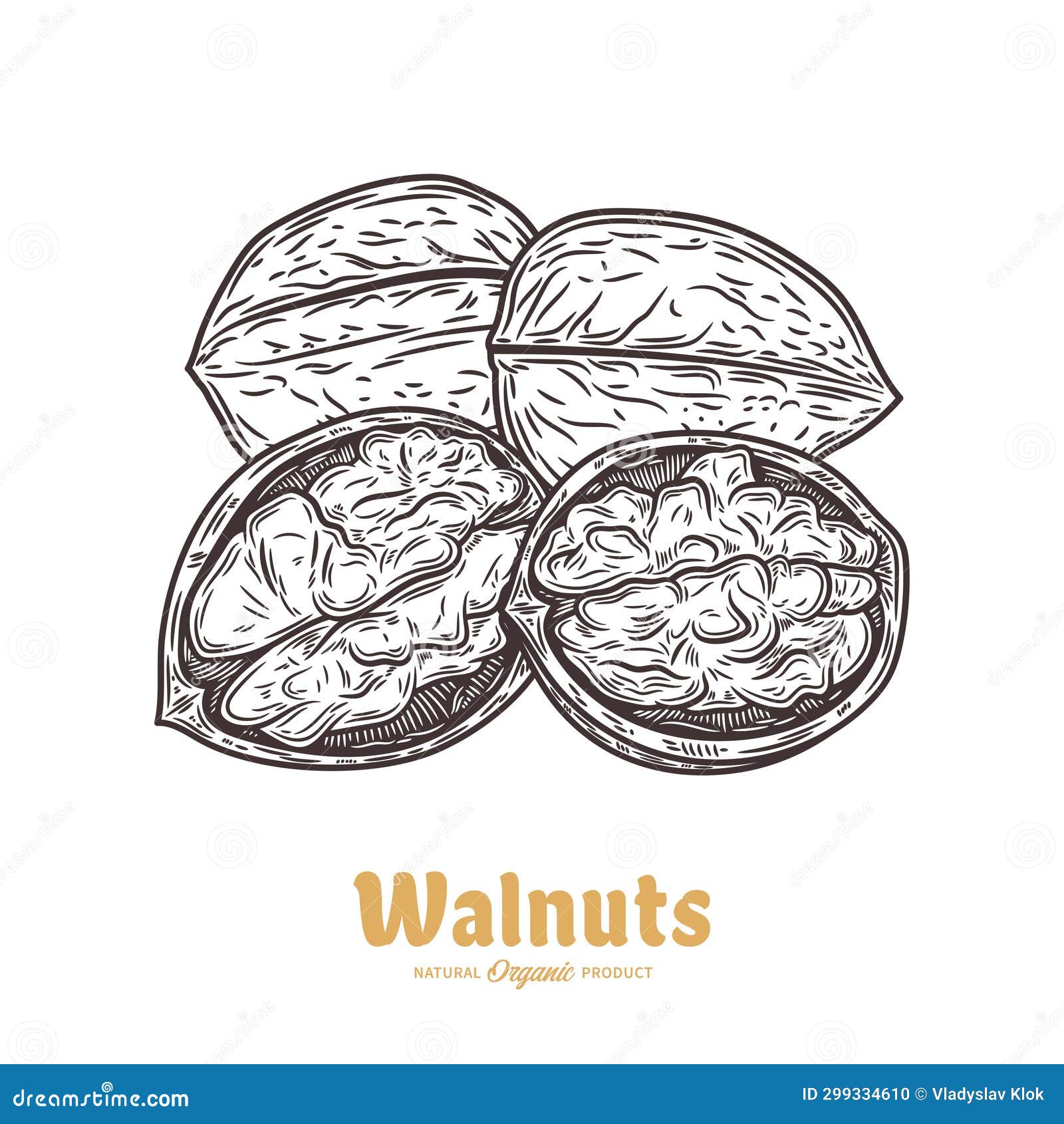 Vector walnut illustration stock illustration. Illustration of seed ...