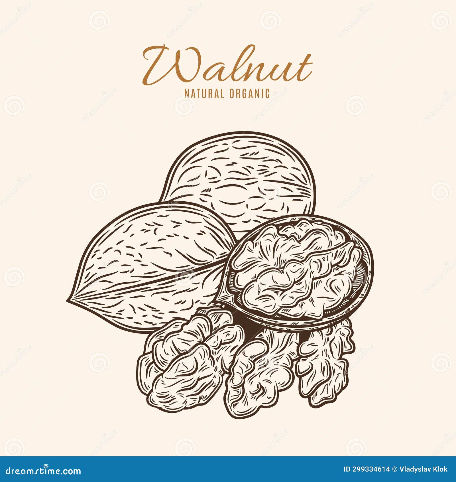 Vector walnut illustration stock illustration. Illustration of icon ...