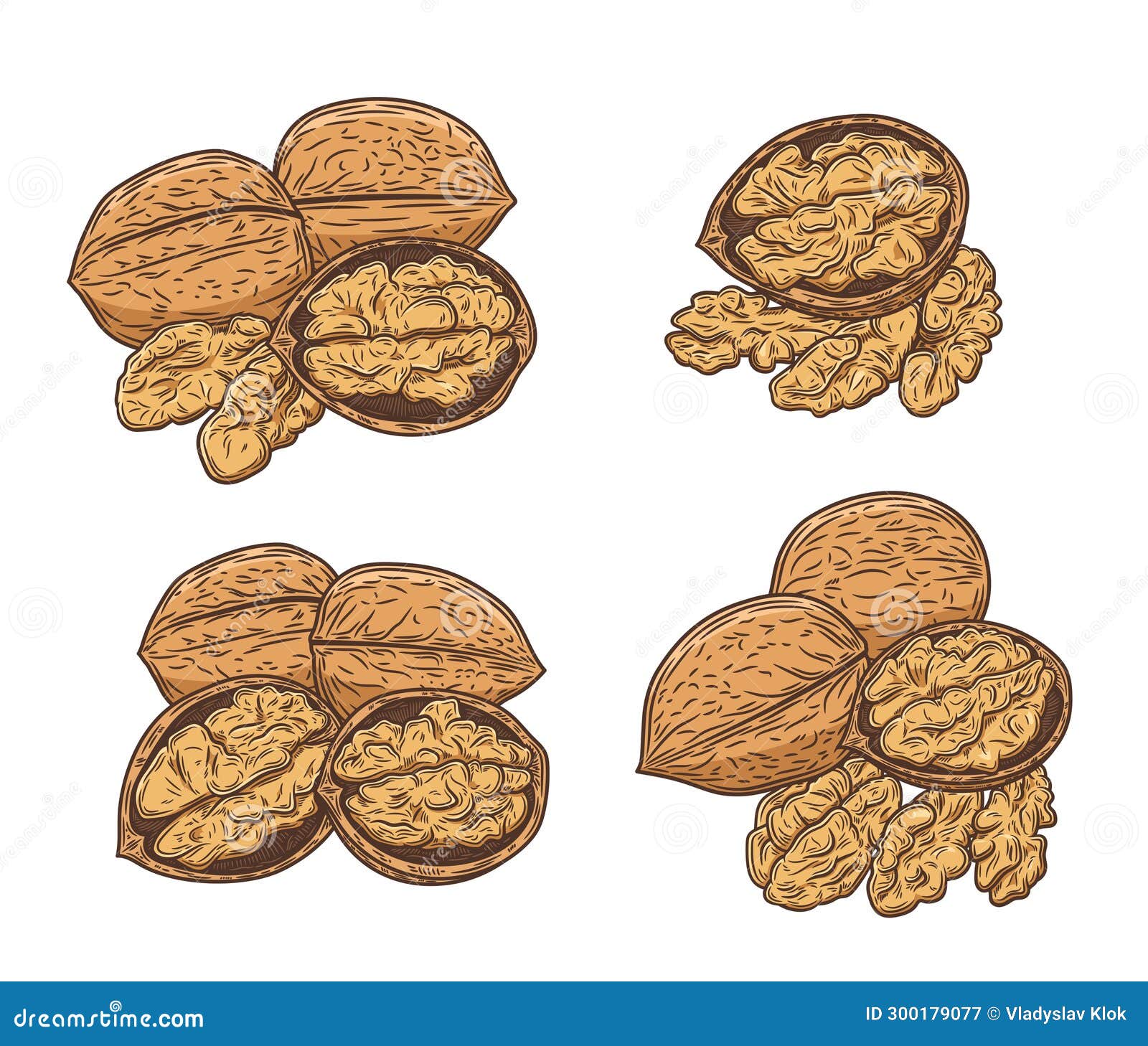 Vector Walnut Illustrations Stock Vector - Illustration of hard ...