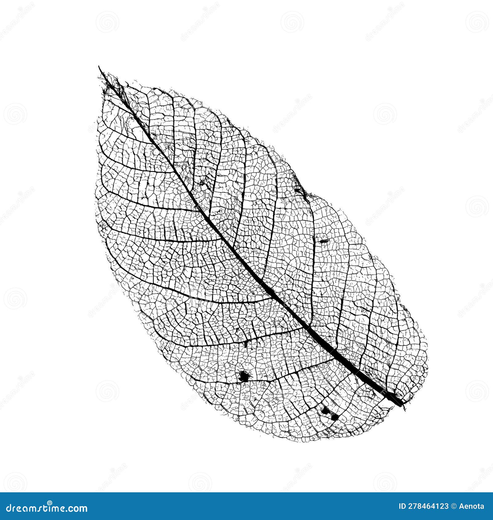 Vector Walnut Leaf Structure Skeletons Stock Vector - Illustration of ...