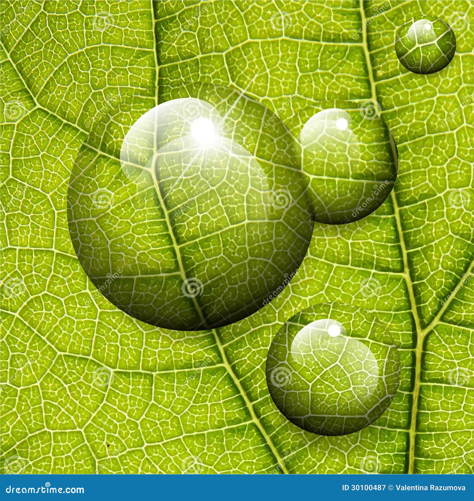 Vector Water Drops on Green Leaf Stock Vector - Illustration of closeup ...