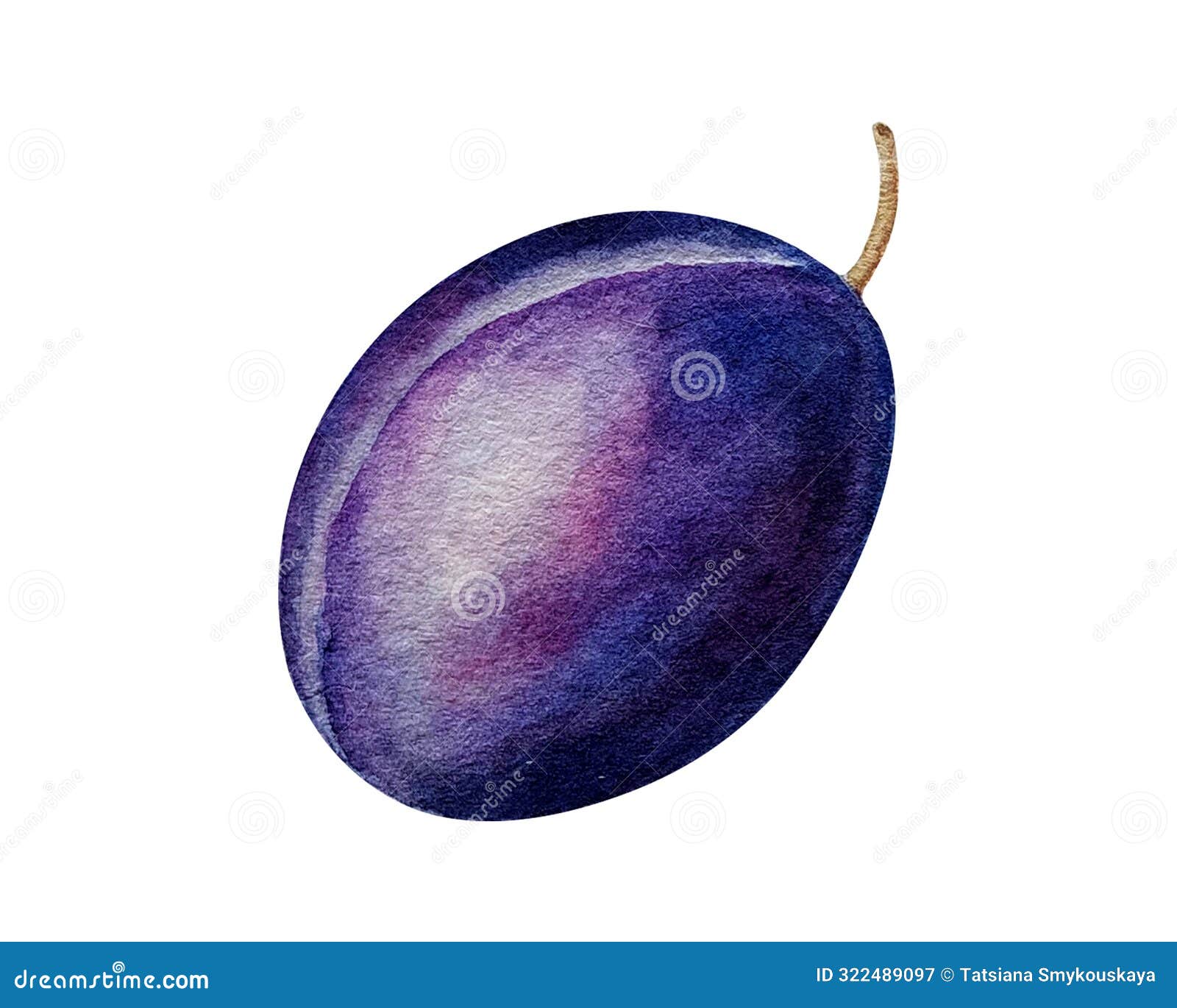 Vector Watercolor Dark Blue Plum, White Background Stock Illustration ...