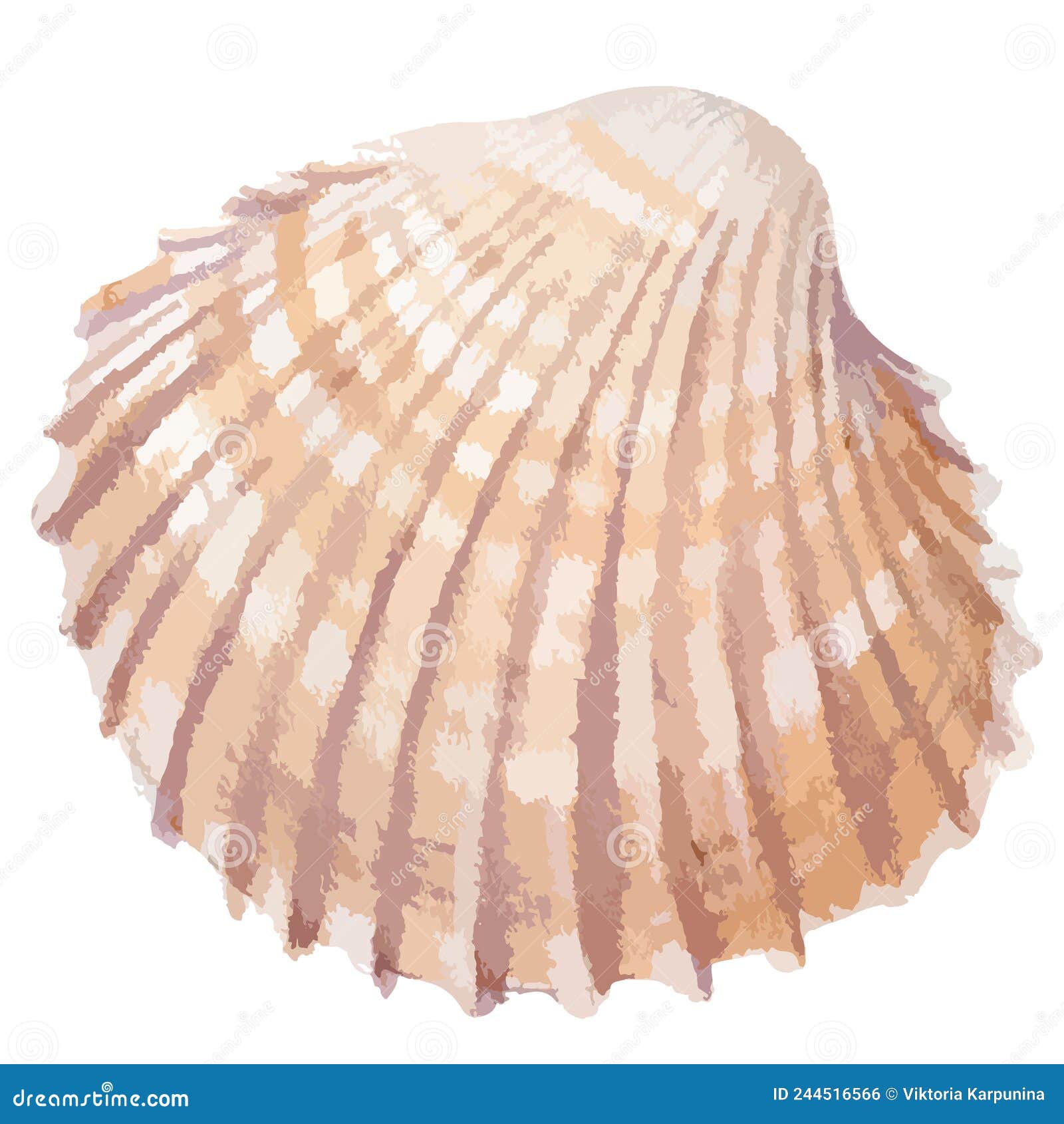 Vector Watercolor Illustration of Colorful Seashell Stock Vector ...