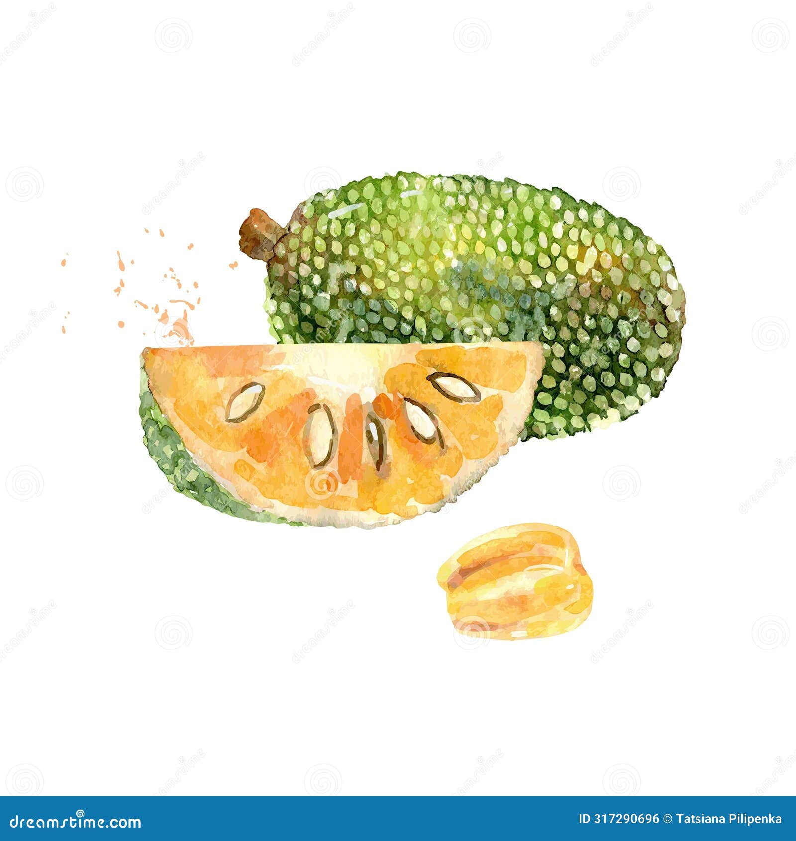 Vector Watercolor Jackfruit. Stock Illustration - Illustration of green ...