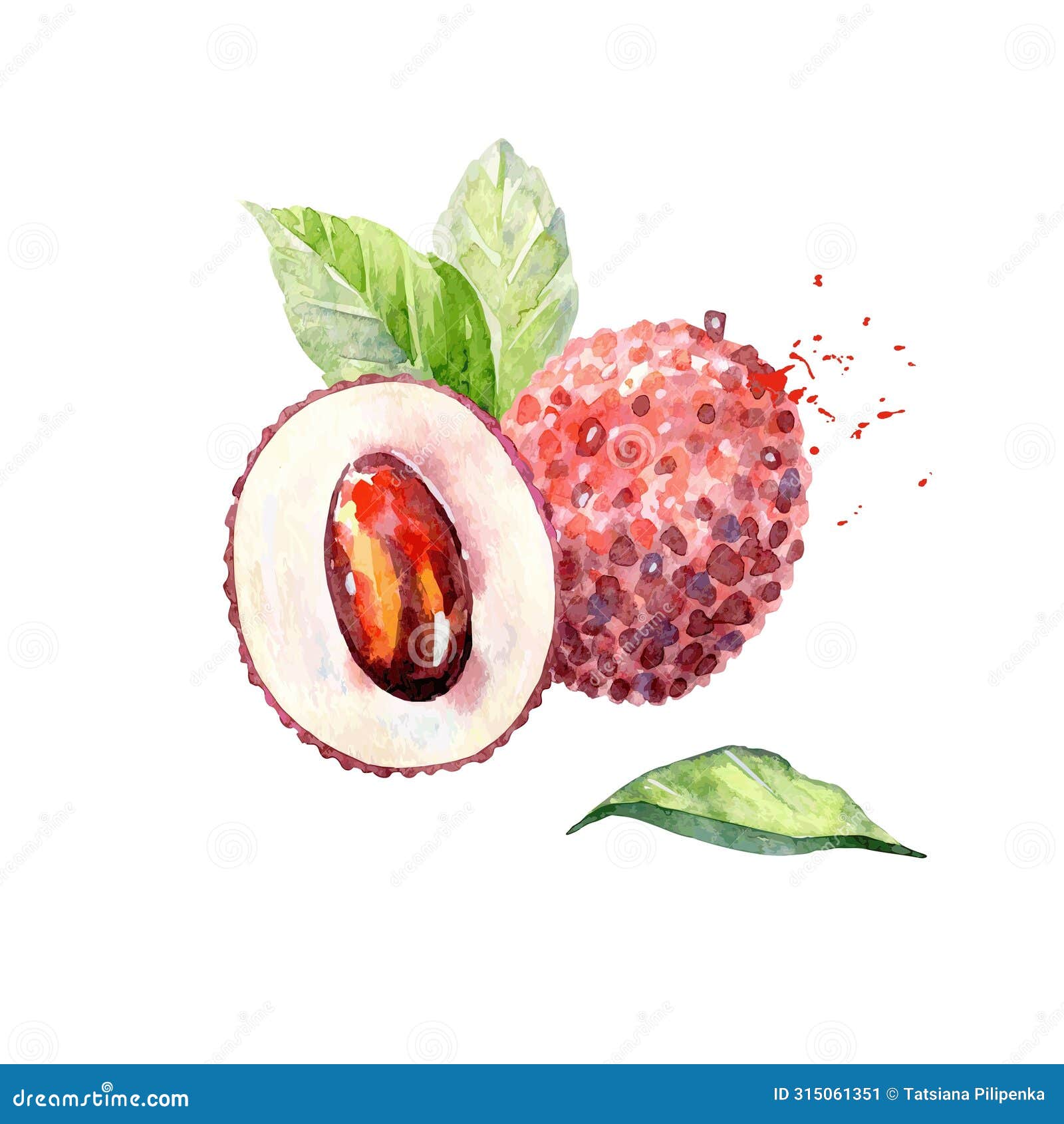 Vector Watercolor lychee. stock vector. Illustration of lychee - 315061351