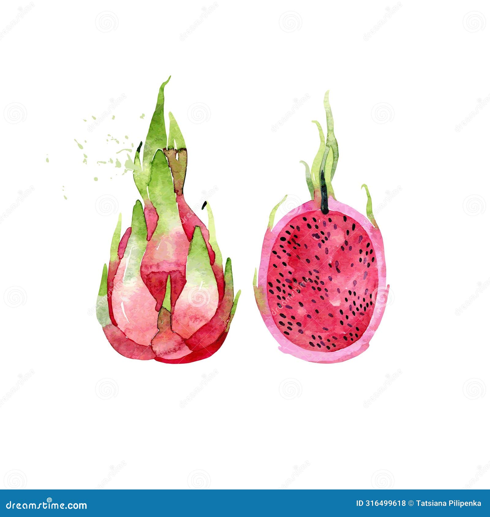 Vector Watercolor pitaya. stock vector. Illustration of tasty - 316499618