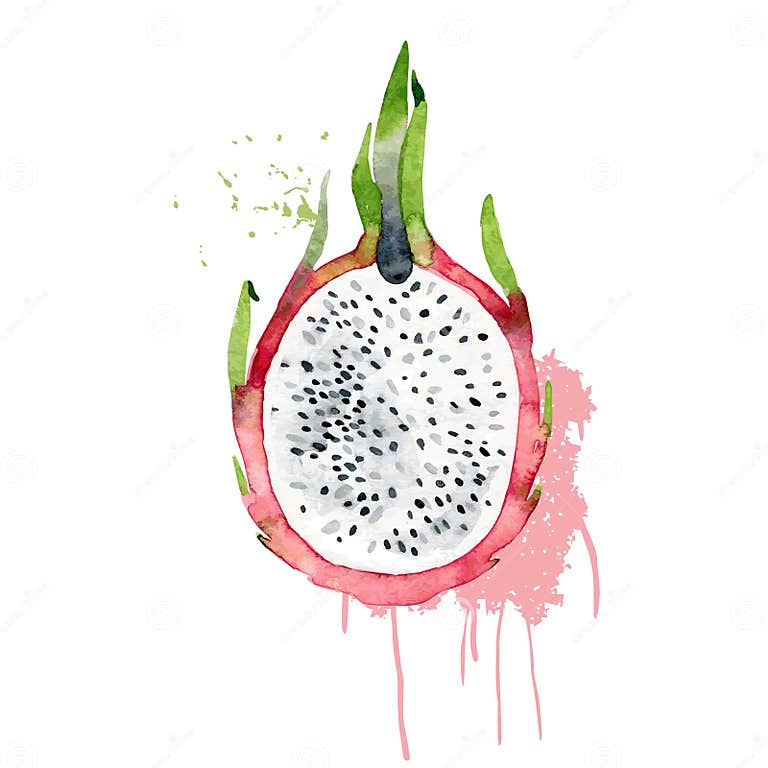 Vector Watercolor pitaya. stock vector. Illustration of food - 316499645