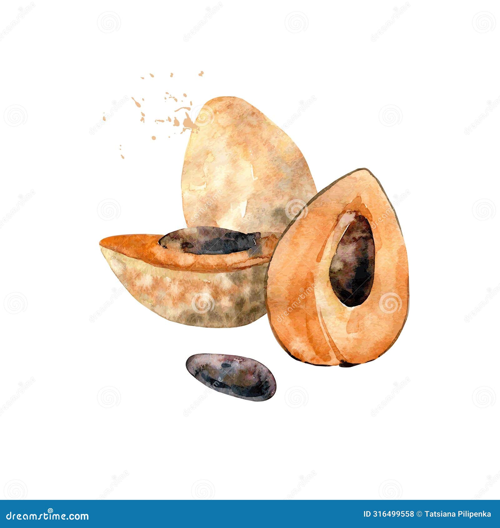 Vector Watercolor sapote. stock vector. Illustration of design - 316499558