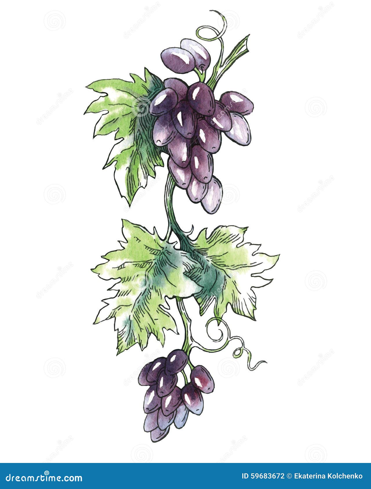 Vector Watercolor Sketch of Wine and Grapes. Stock Illustration ...