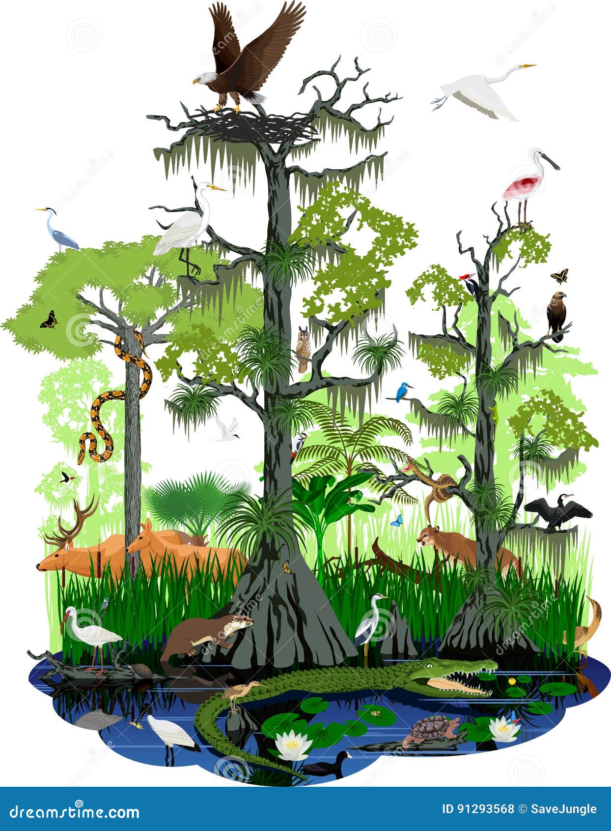 Wetland Environment Stock Illustrations – 2,181 Wetland Environment ...