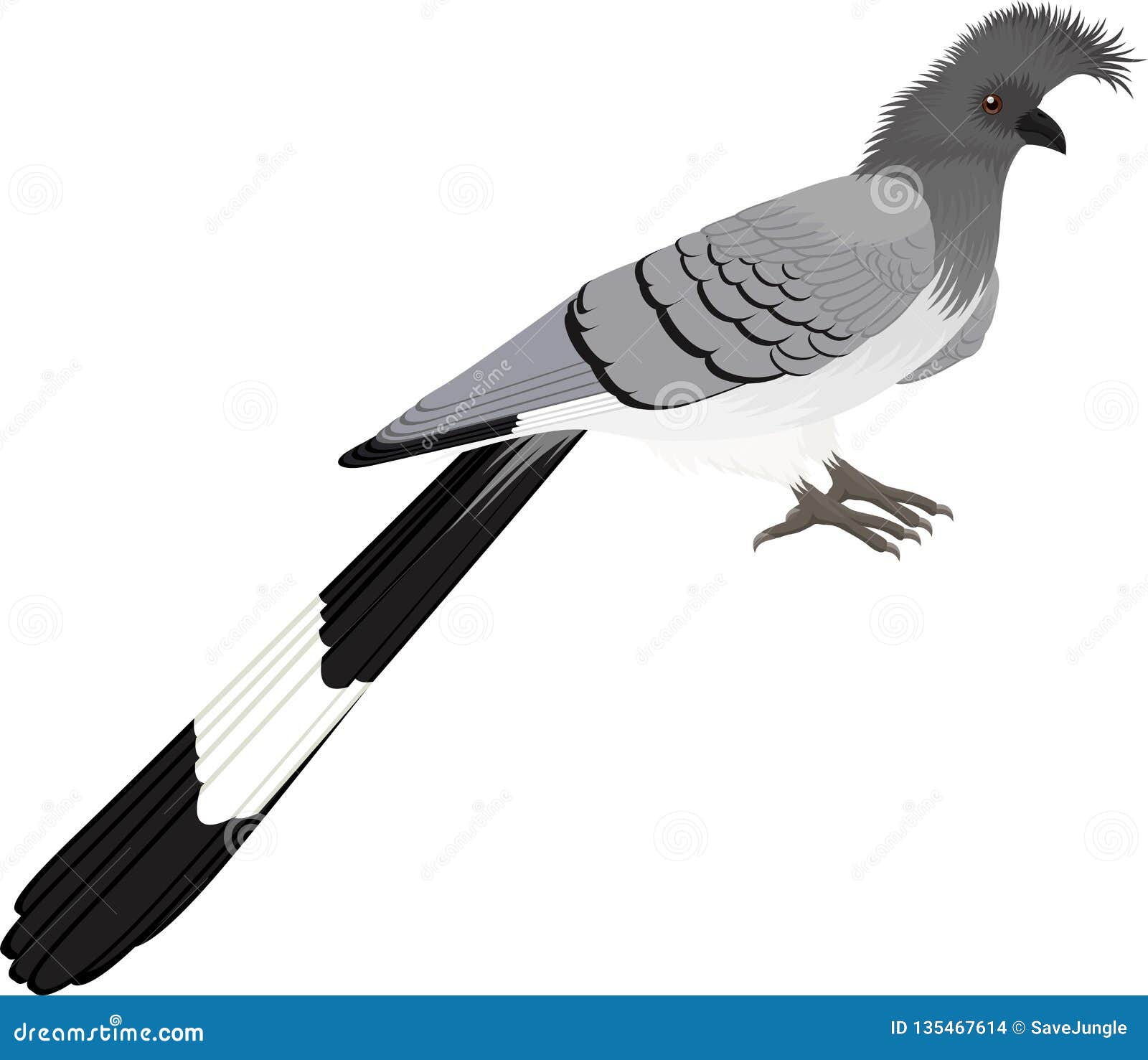 Turacos Cartoons, Illustrations & Vector Stock Images - 13 Pictures to ...