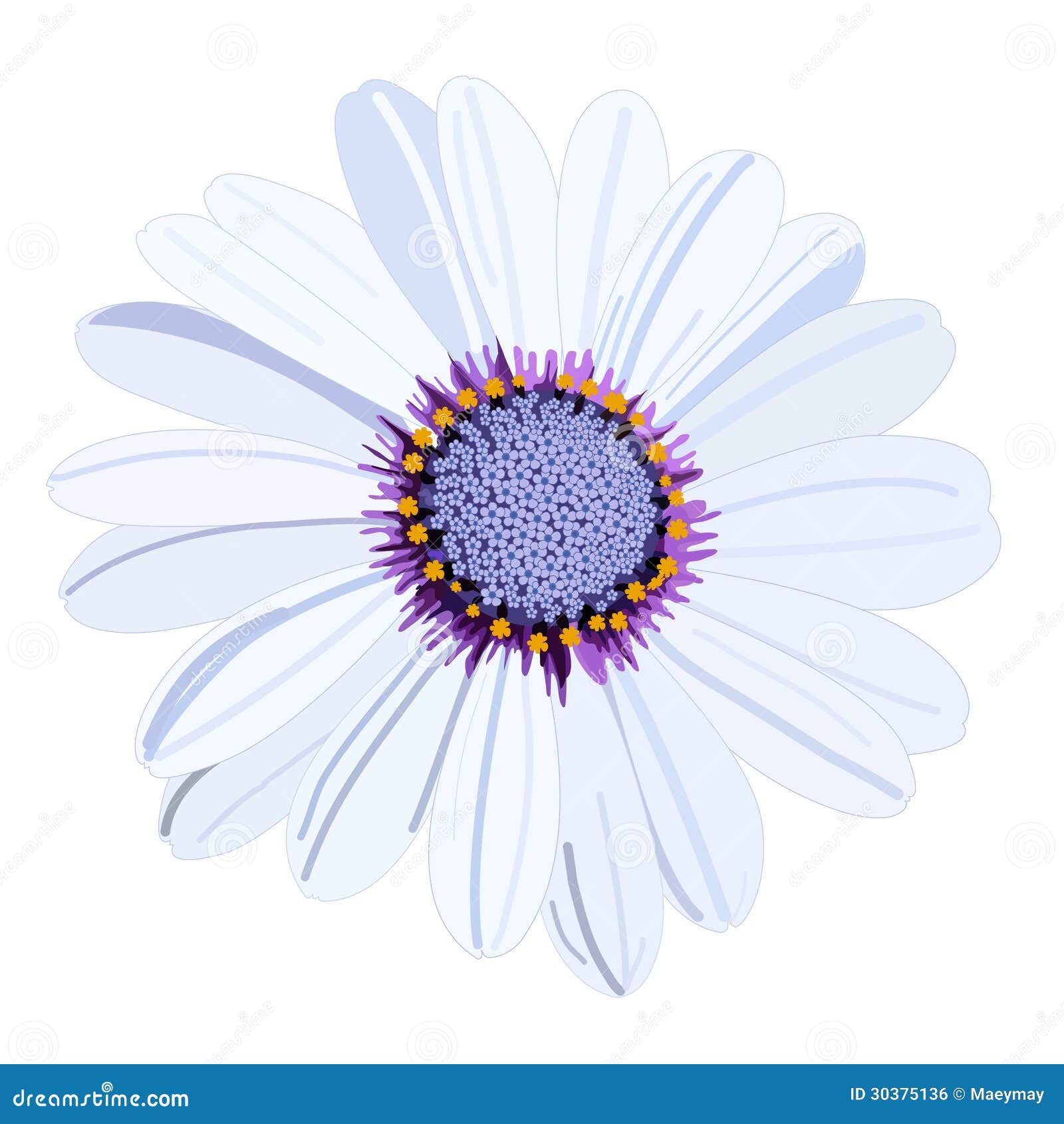 Vector white daisy flower stock illustration. Illustration of greeting ...