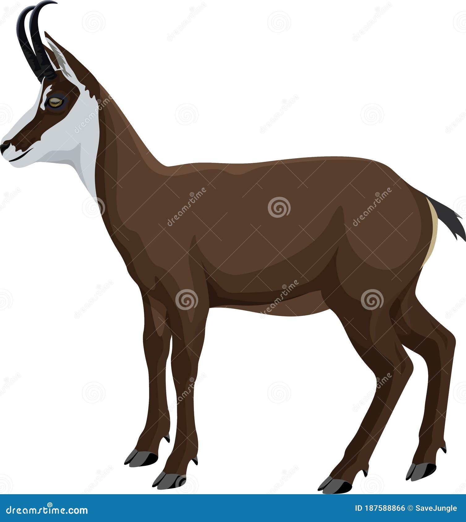 Vector Wild Animal Chamois Illustration Stock Vector - Illustration of ...