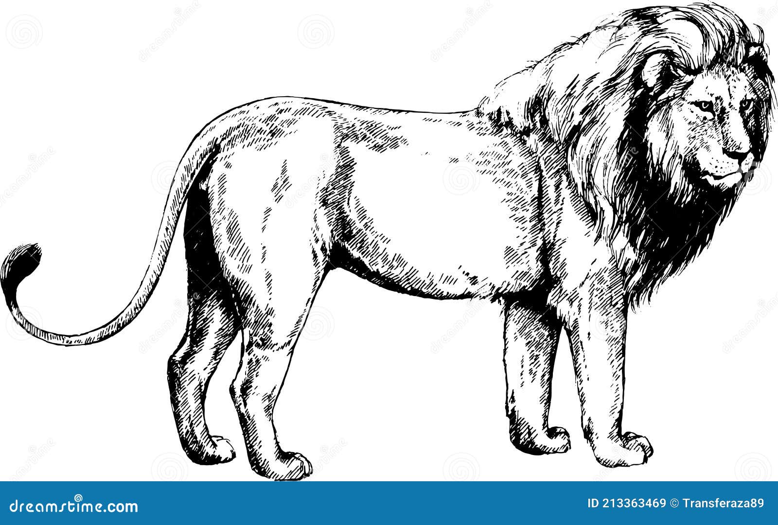 Wild Cats Collection.Vector Set, Lion,leopard,pantera,tiger.Doodle ...