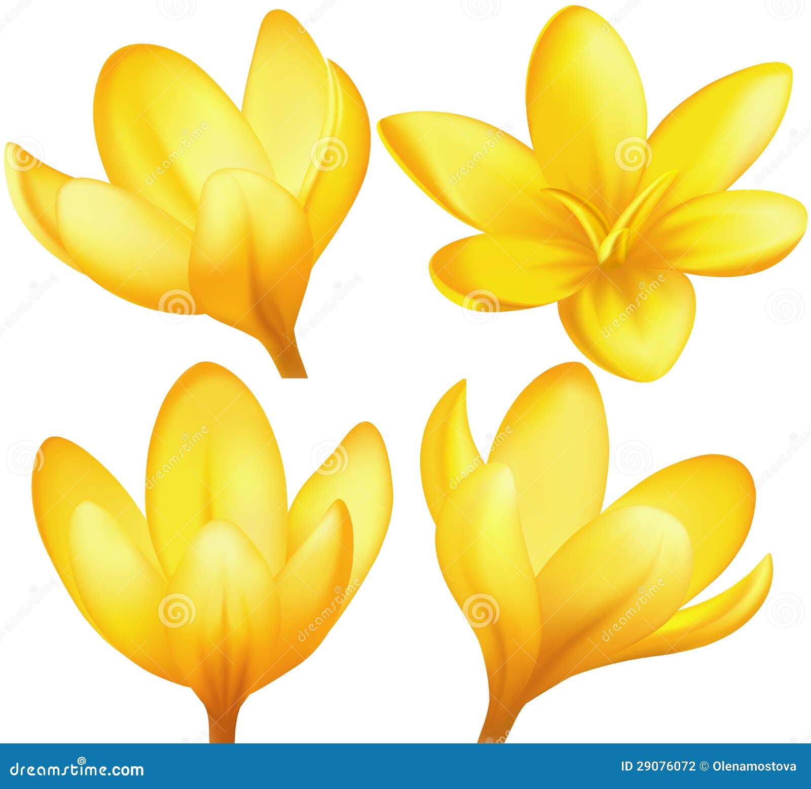 Yellow crocus stock vector. Illustration of floral, isolated - 29076072