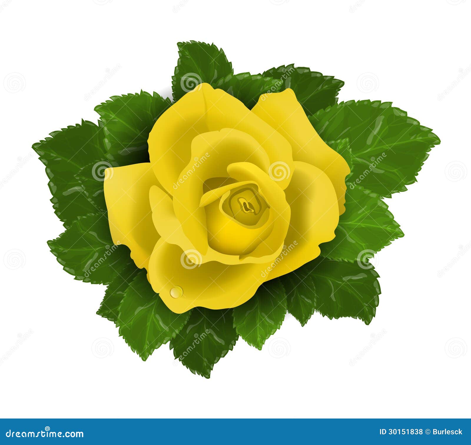Yellow Rose Flower with Leaves Stock Vector - Illustration of holiday ...