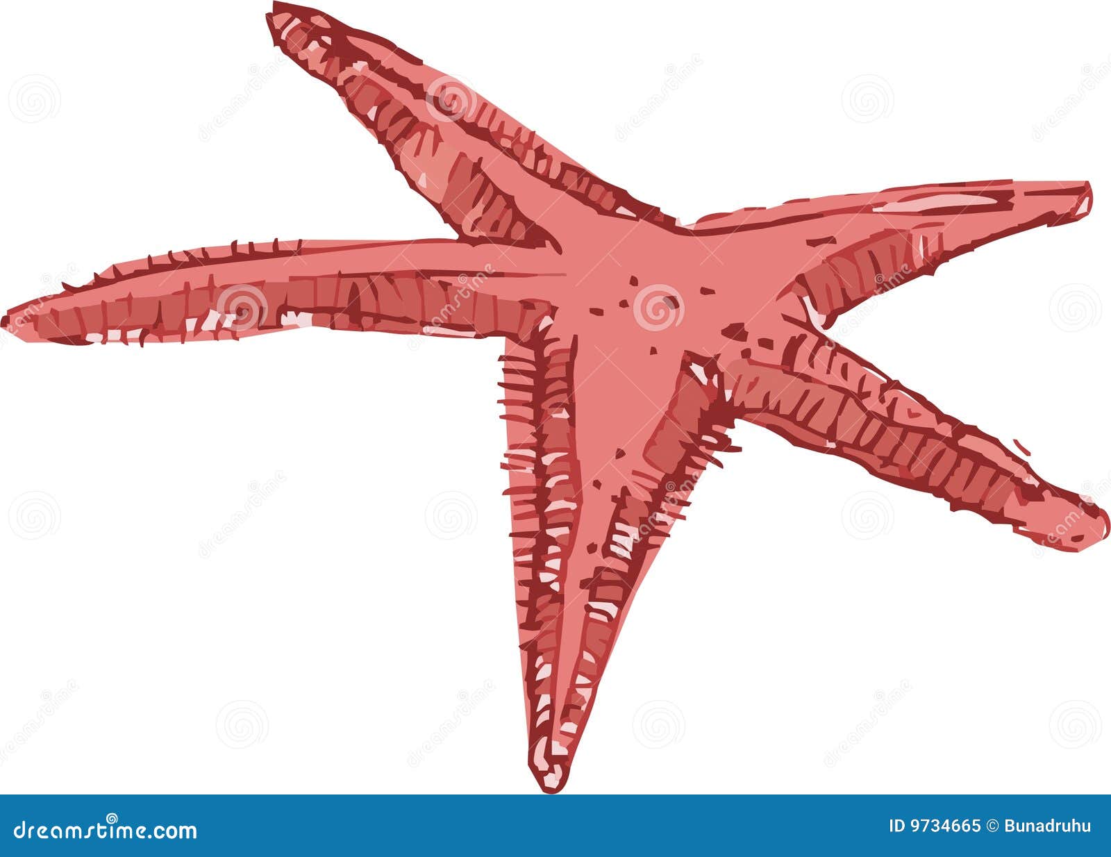 Vector zeester vector illustratie. Illustration of illustratie - 9734665