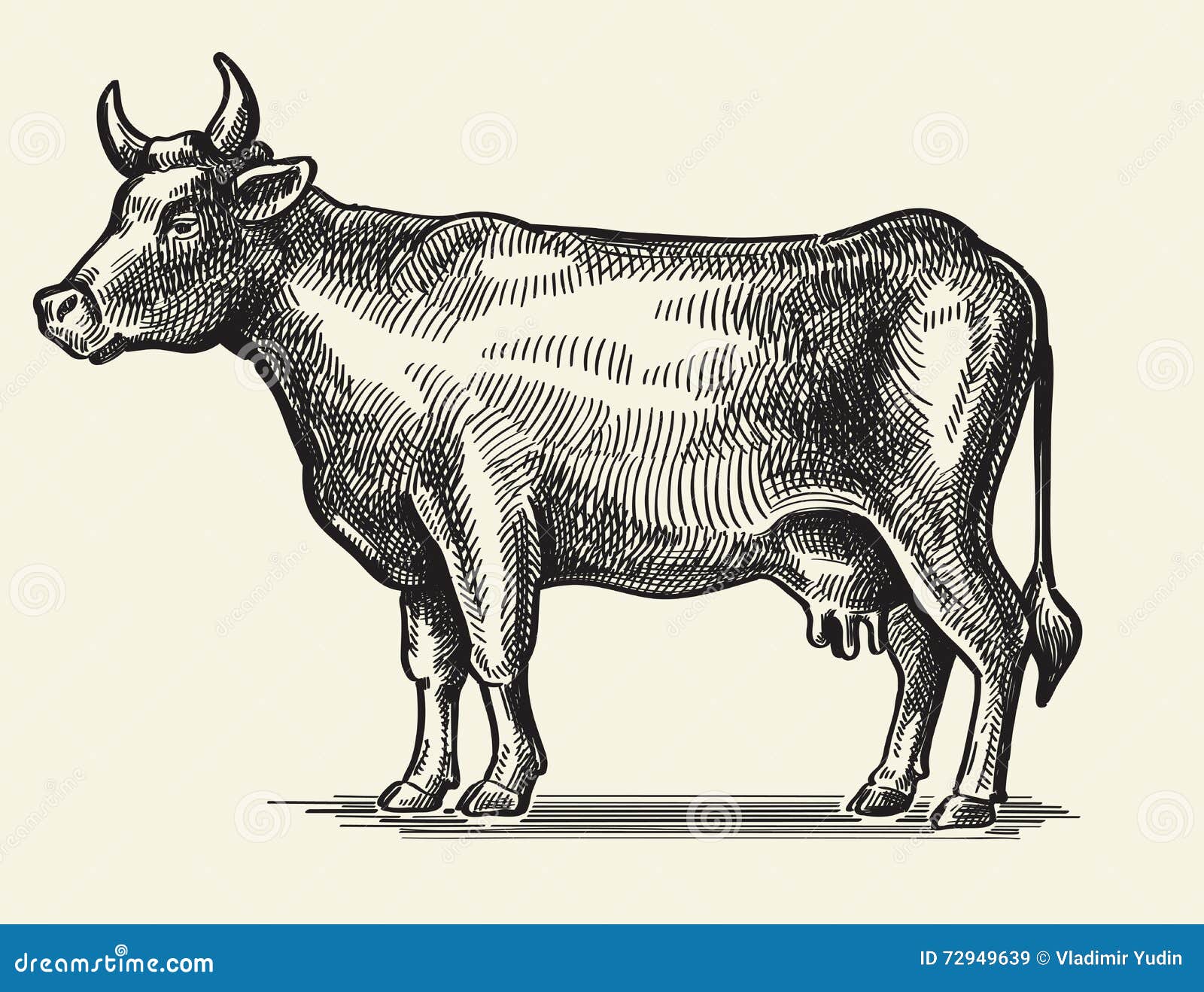 Vector zwarte koe vector illustratie. Illustration of platteland - 72949639