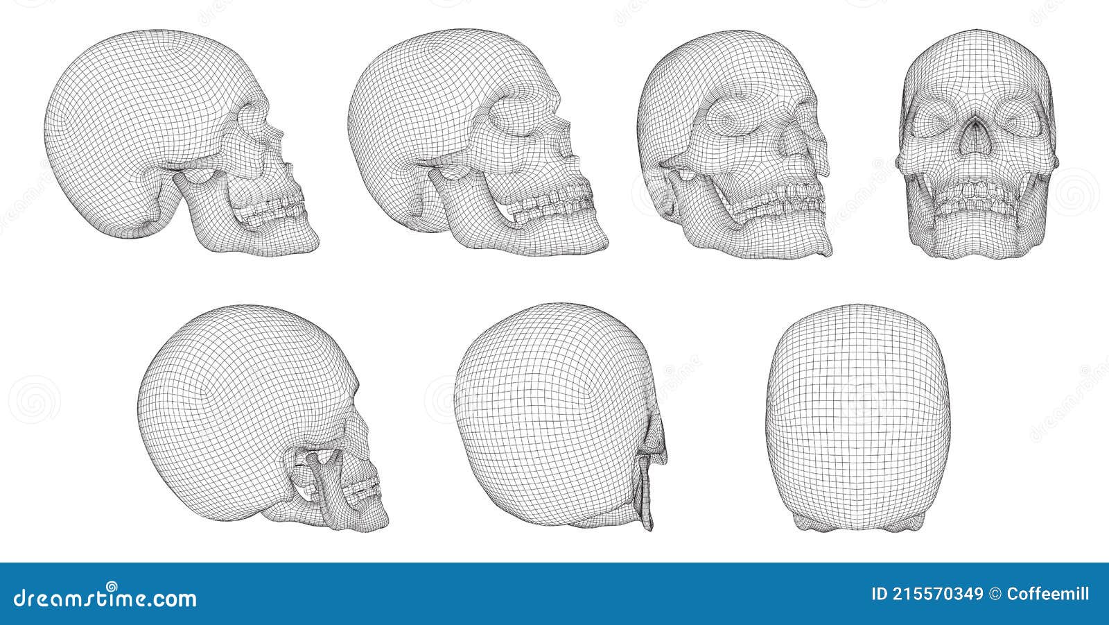 Vectorial Set of Human Skulls Stock Illustration - Illustration of ...