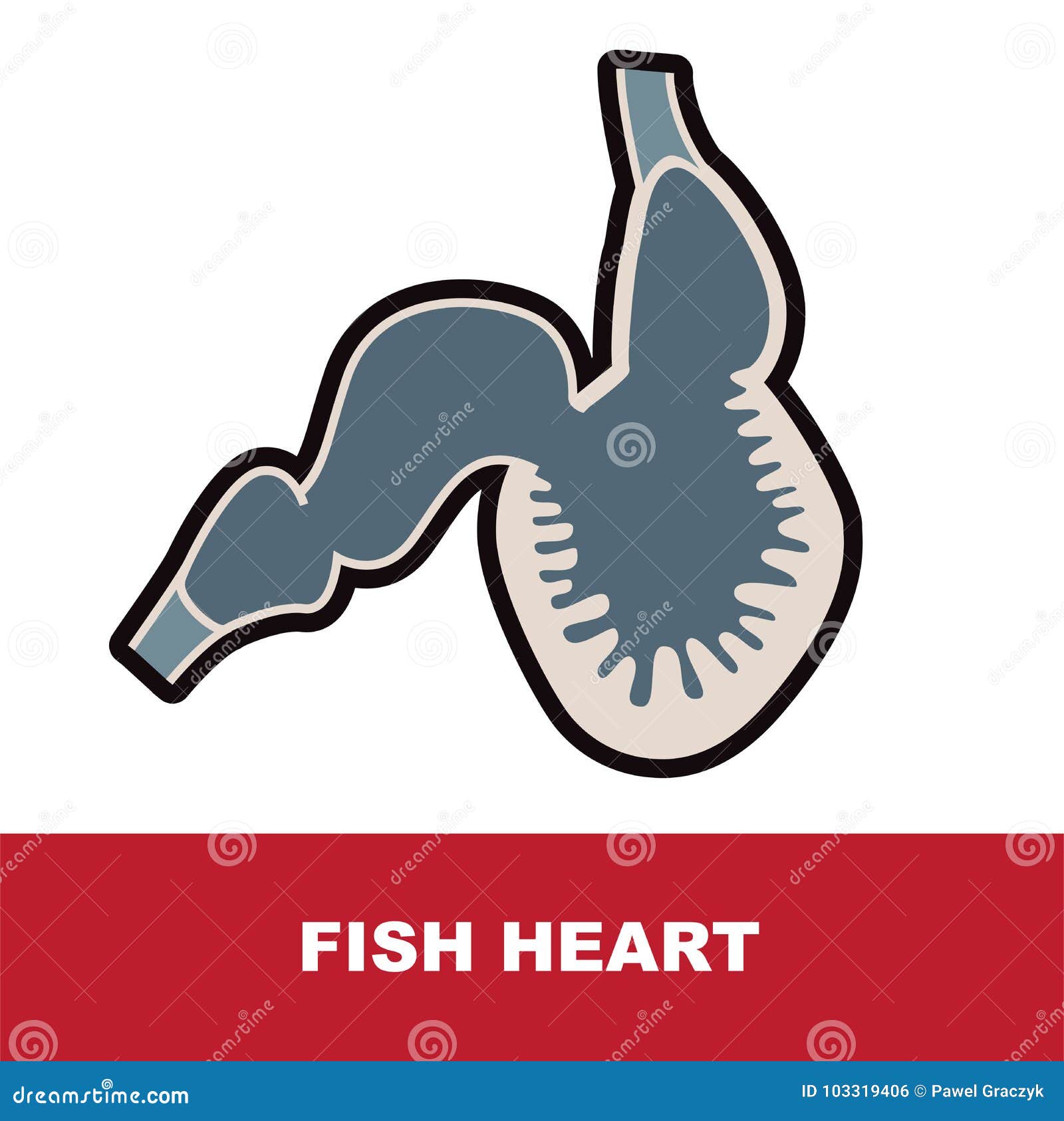 Vectorillustratie Van Anatomie Van Het Vissen De Schematische Hart ...