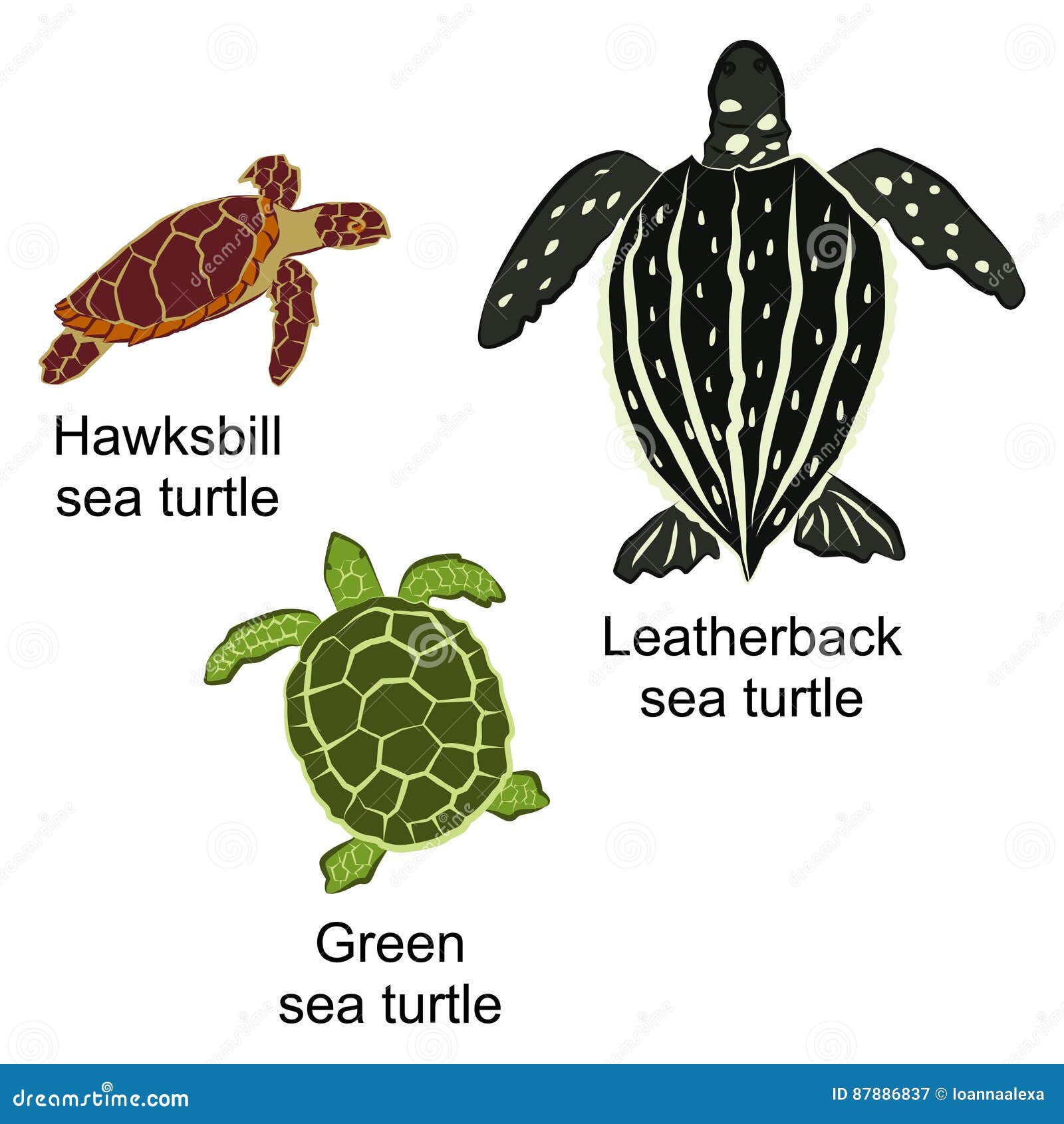Vectorillustratie Van Drie Soorten Schildpadden Vector Illustratie ...