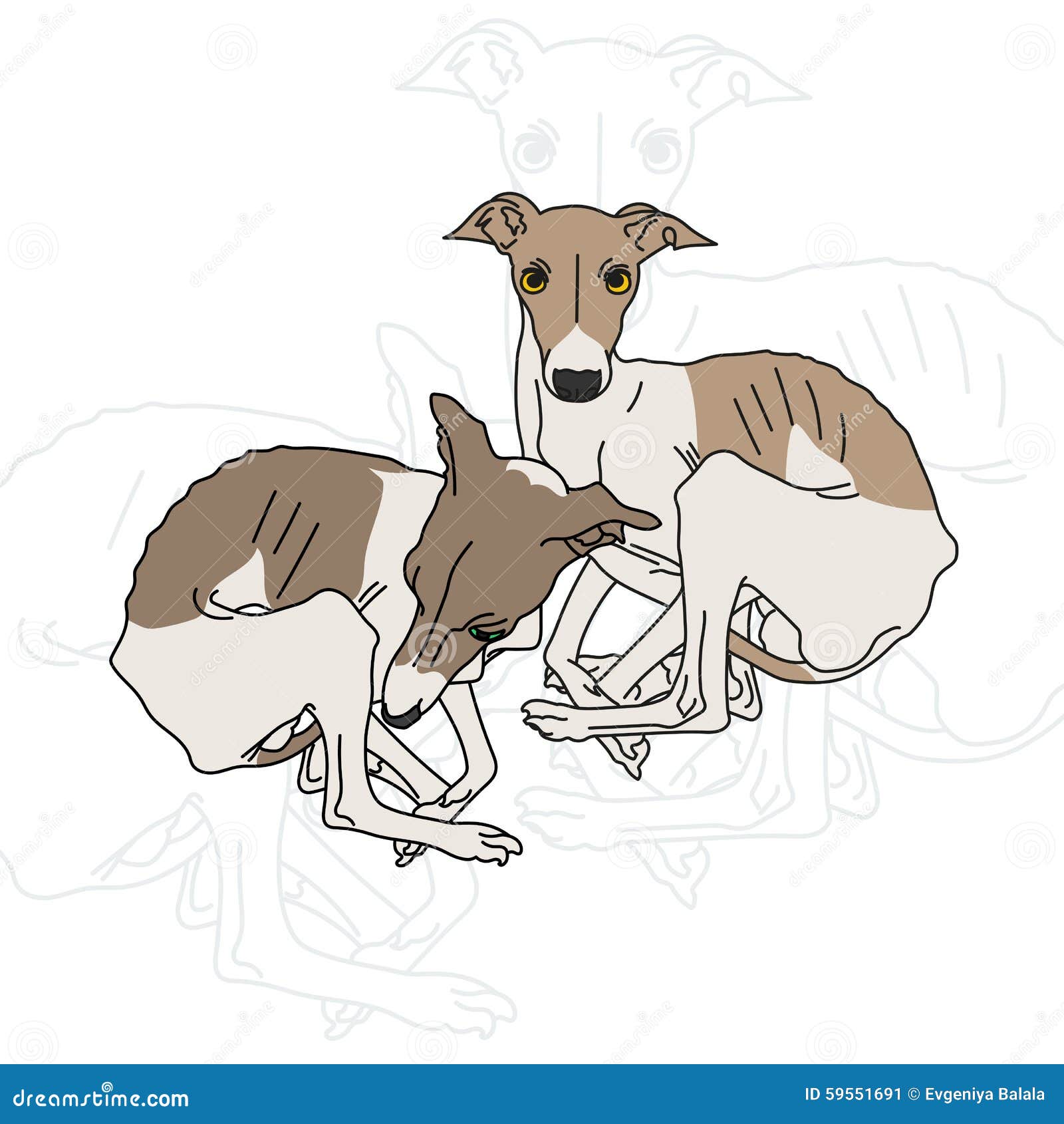 Vectorillustratie Van Italiaanse Windhond Twee Vector Illustratie ...